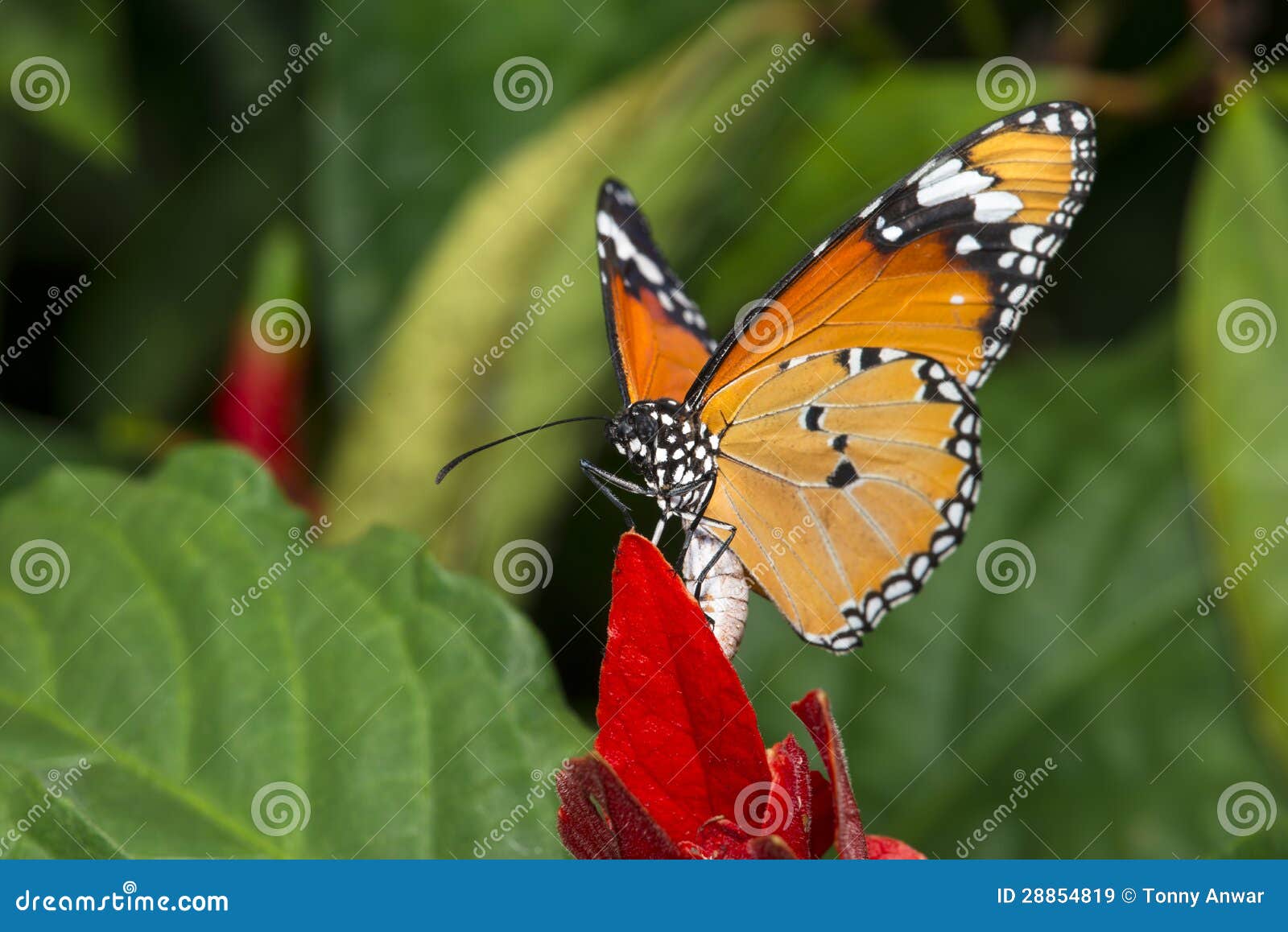 Plain Tiger Butterfly stock image. Image of insect, colorful - 28854819