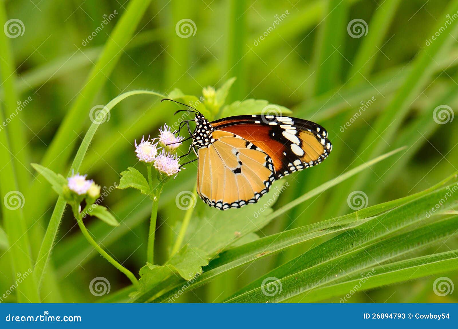 Plain Tiger Butterfly (Danaus Chrysippus) Stock Image - Image of ...