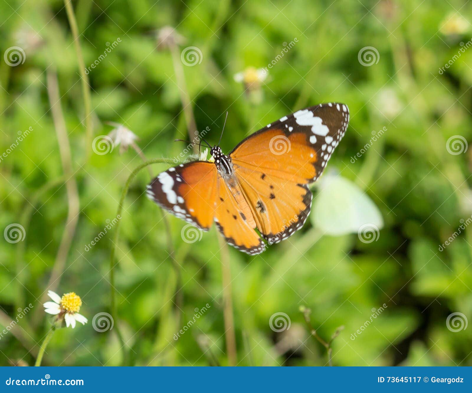 Plain Tiger Butterfly (Danaus Chrysippus Butterfly) on a Flower Stock ...