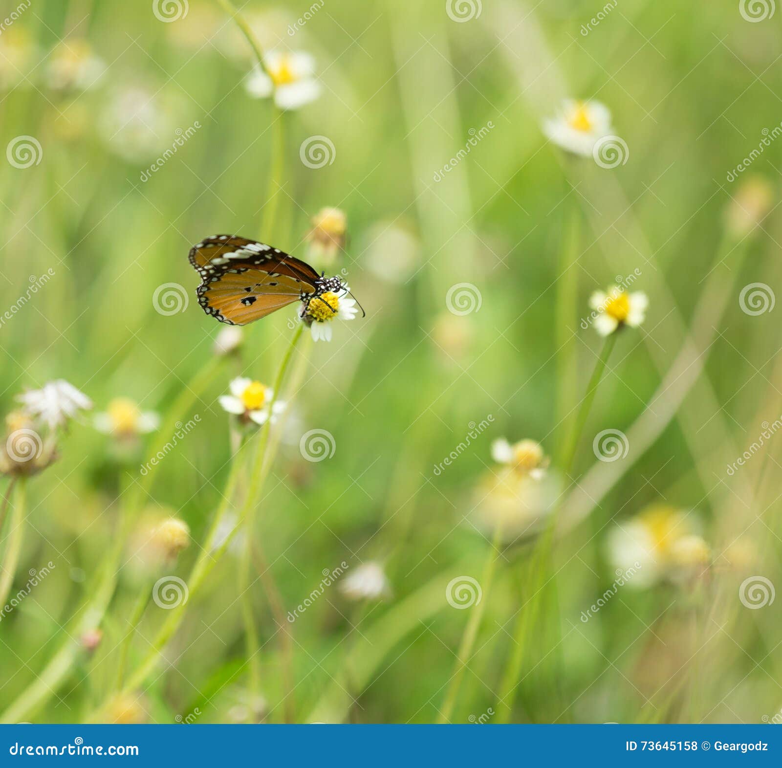 Plain Tiger Butterfly (Danaus Chrysippus Butterfly) on a Flower Stock ...