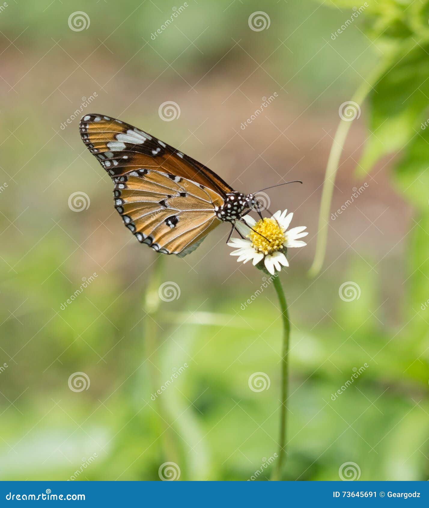 Plain Tiger Butterfly (Danaus Chrysippus Butterfly) on a Flower Stock ...