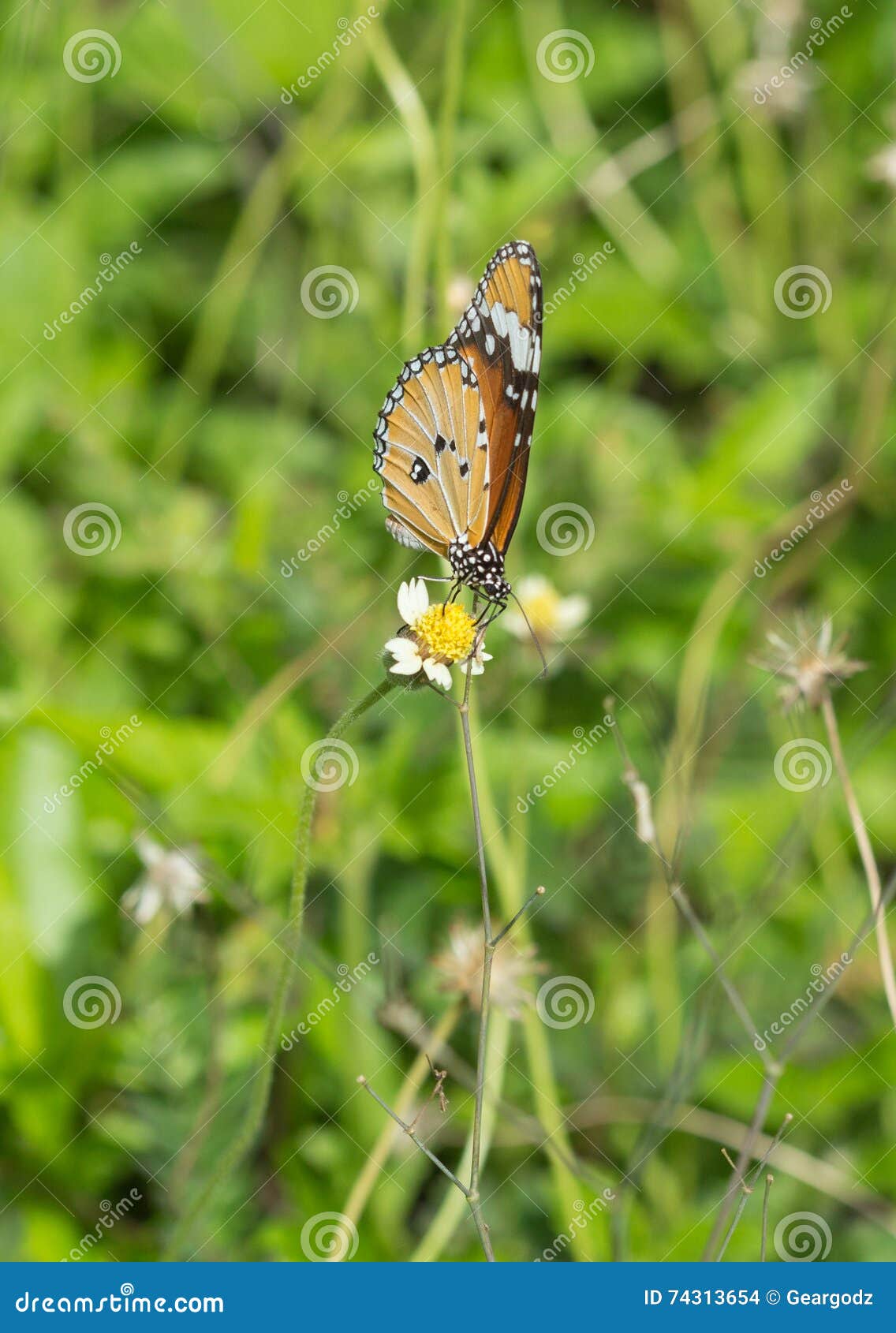 Plain Tiger Butterfly (Danaus Chrysippus Butterfly) on a Flower Stock ...