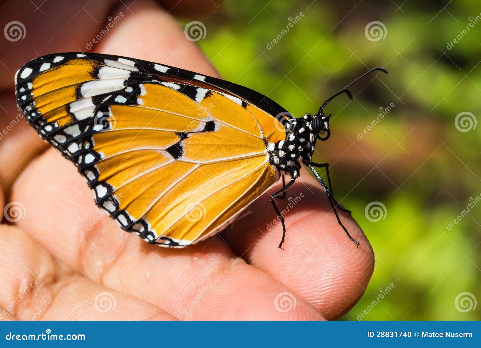 The Plain Tiger (Danaus Chrysippus Chrysippus) Butterfly Stock Photo ...