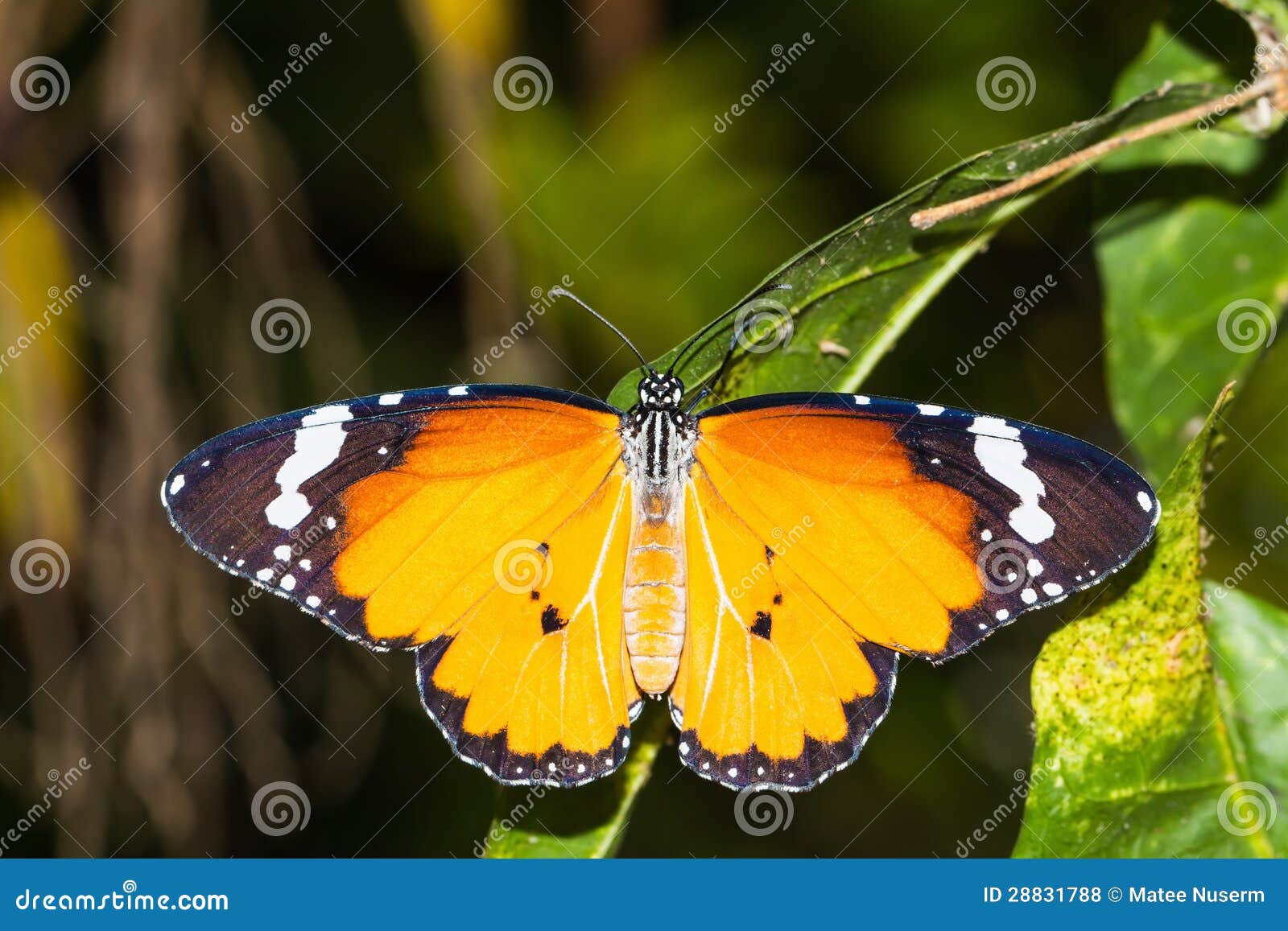 The Plain Tiger (Danaus Chrysippus Chrysippus) Butterfly Stock Photo ...