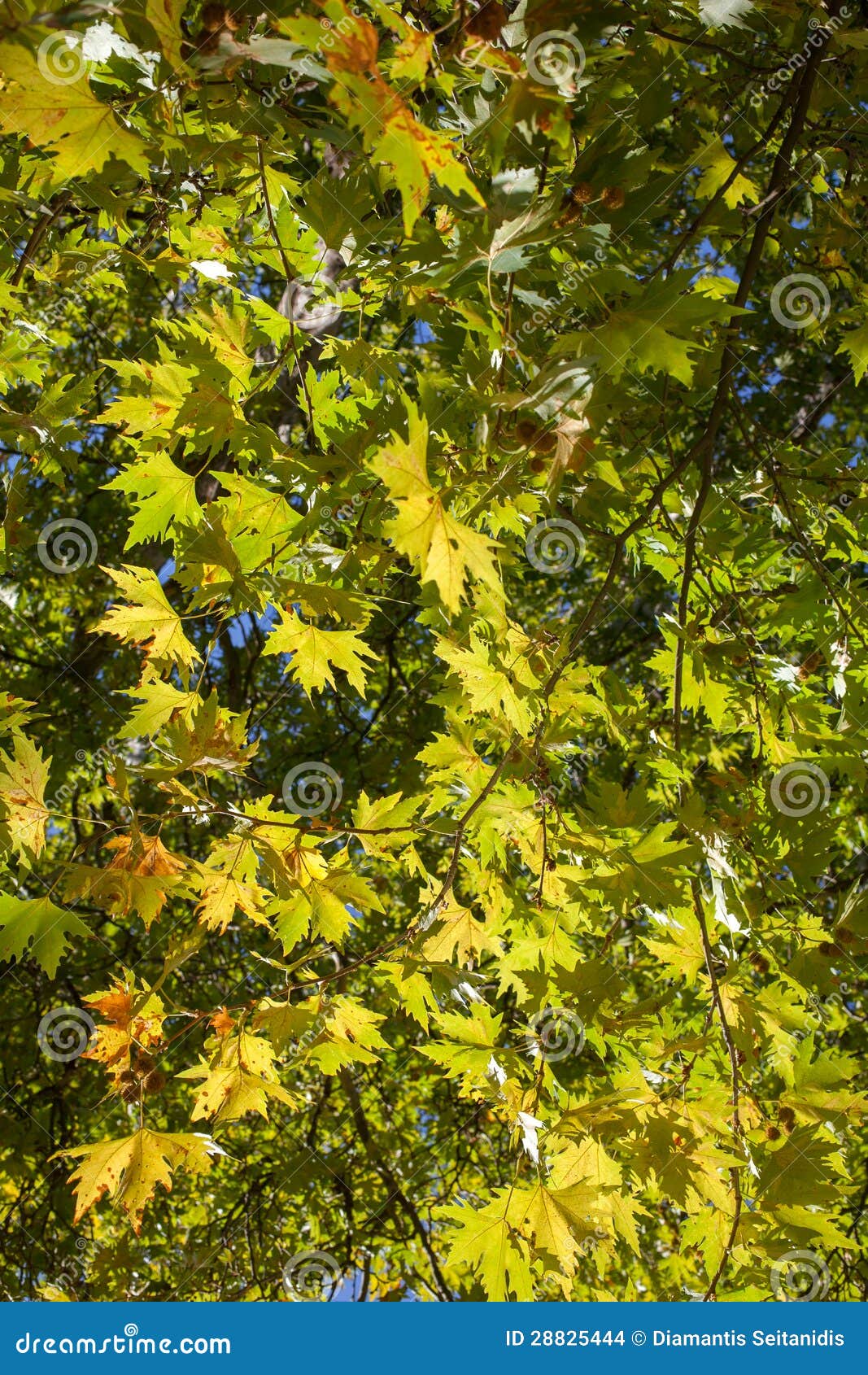 Plain tree leaves stock photo. Image of natural, foliage - 28825444