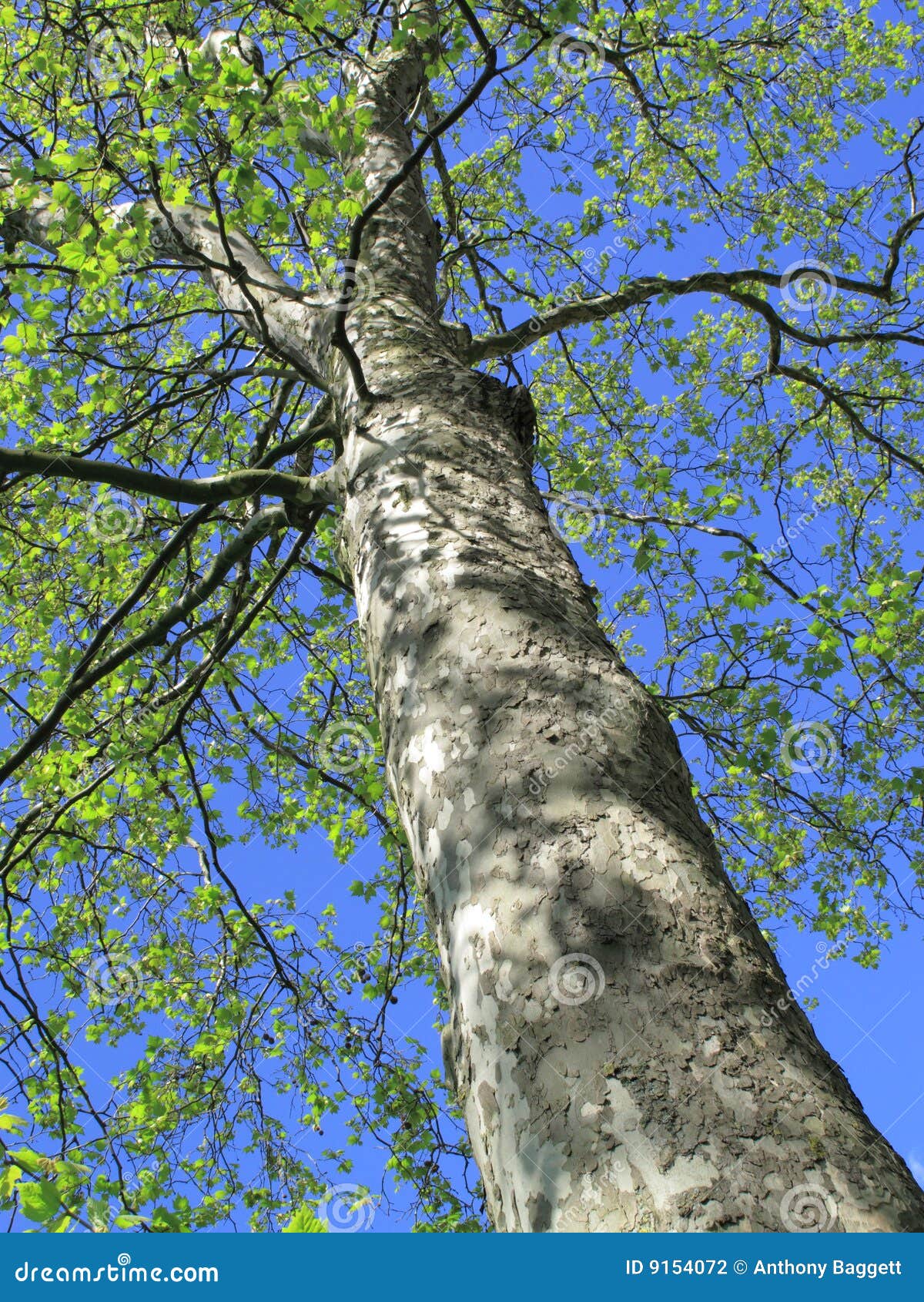 Plain Tree Putting on New Growth Stock Photo - Image of environment ...