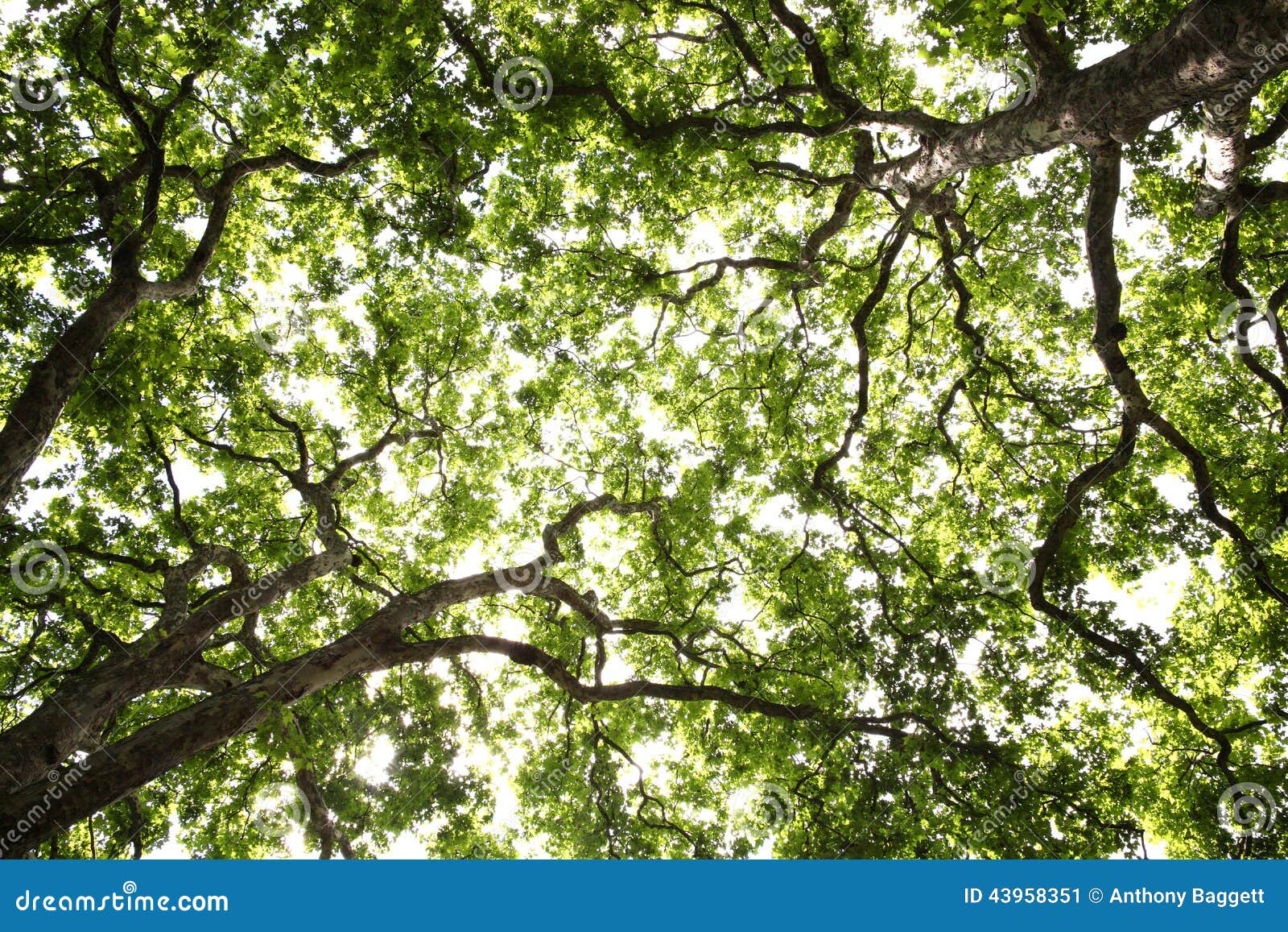 11,589 Trees Plain Background Stock Photos - Free & Royalty-Free Stock ...