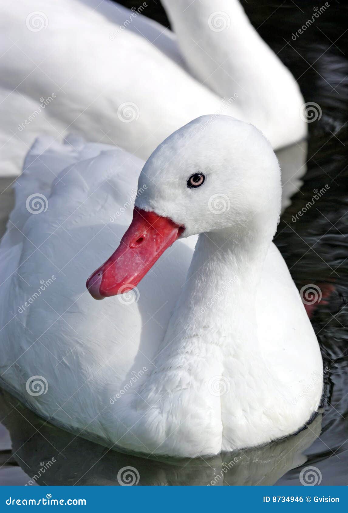 Plain white duck stock photo. Image of avian, outdoors - 8734946