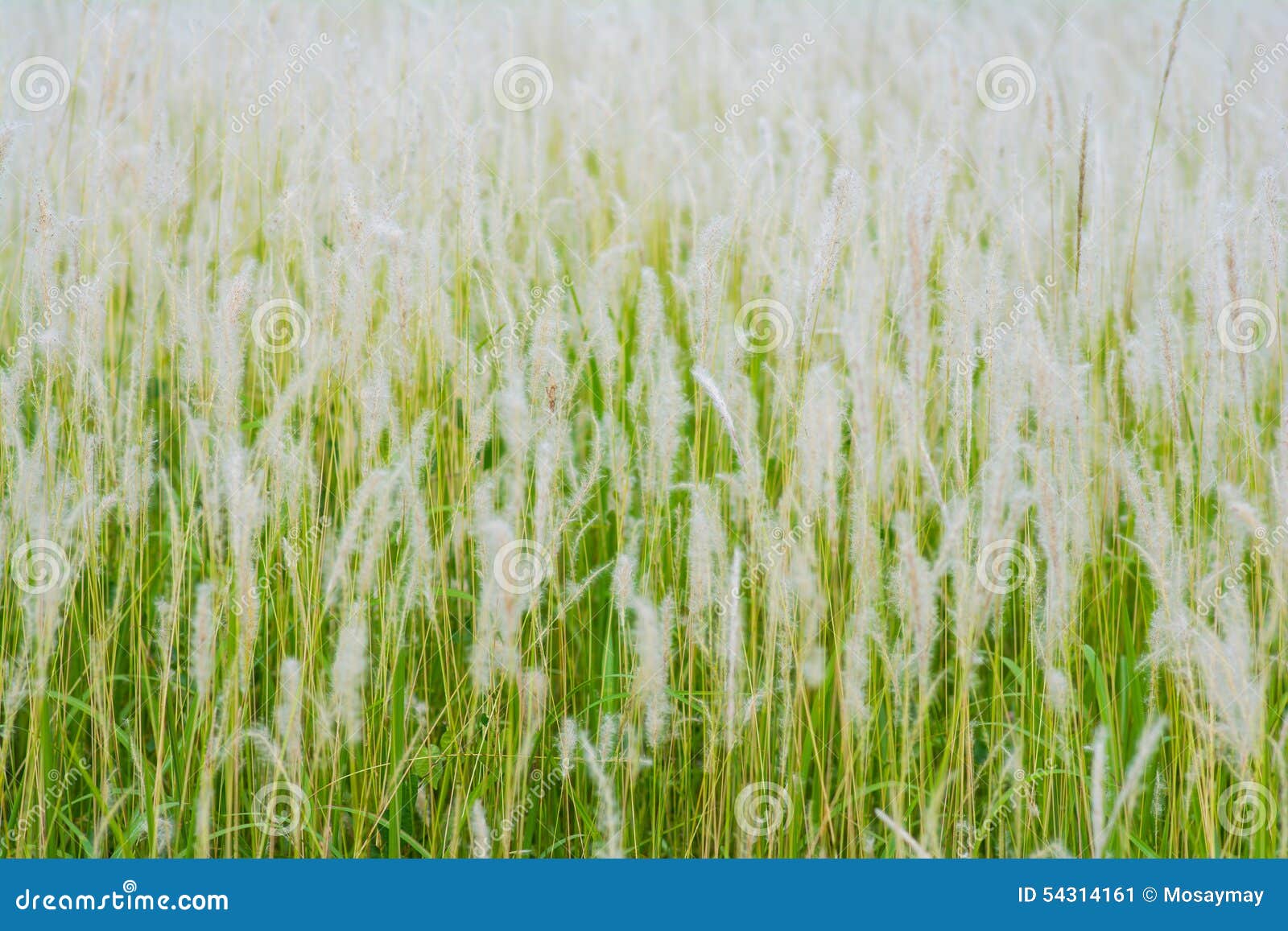 Plain White Flowers in the Garden Stock Image - Image of green, white ...
