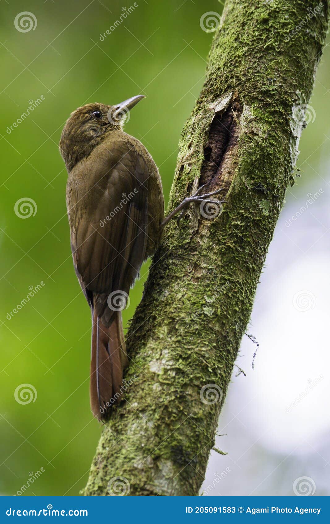 Plain-winged Woodcreeper, Dendrocincla Turdina Stock Image - Image of ...