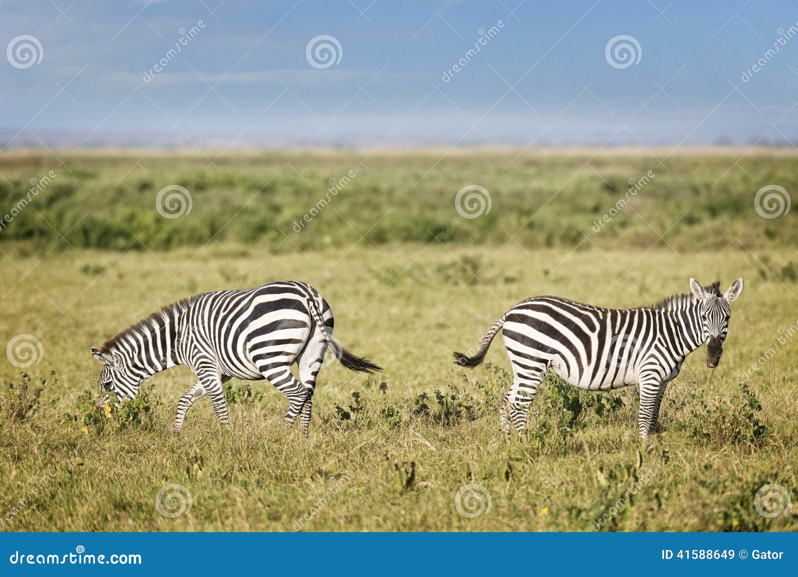 Plain zebras stock image. Image of mammal, walk, wildlife - 41588649