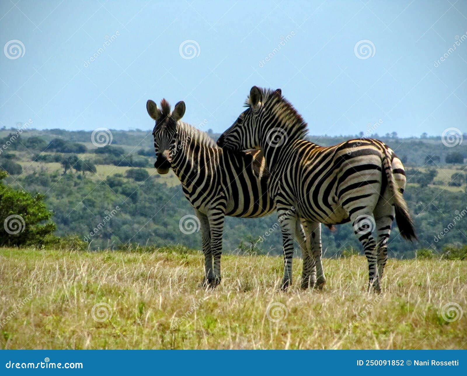 Plain zebras together stock photo. Image of mammal, wild - 250091852