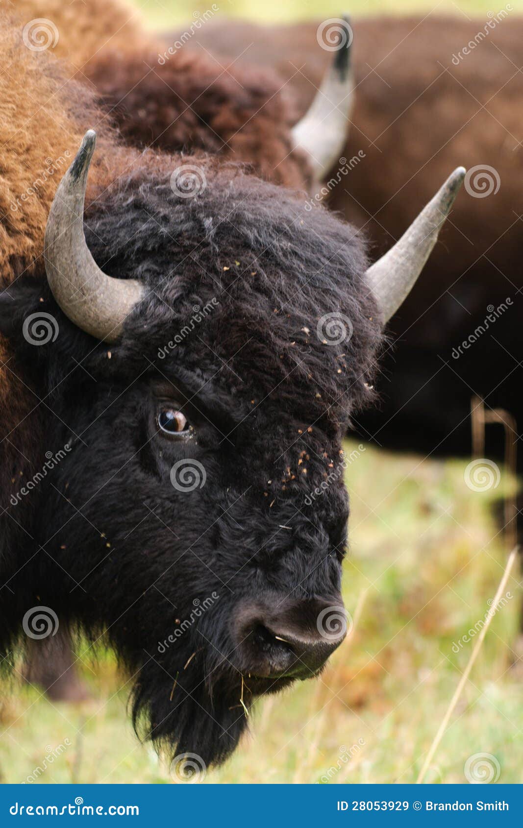 Plains Bison stock image. Image of alberta, grassland - 28053929
