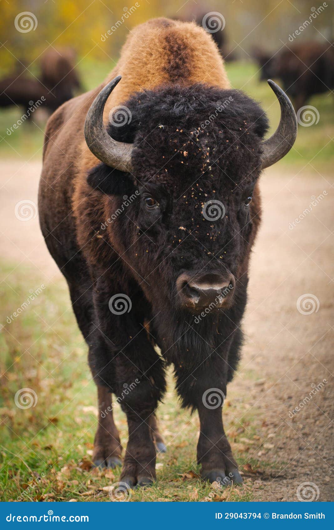 Plains Bison stock photo. Image of grassland, plain, bison - 29043794