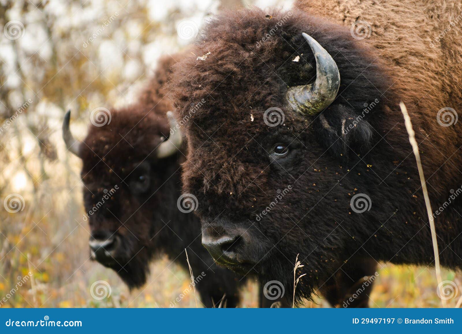 Plains Bison stock image. Image of beast, buffalo, herbivore - 29497197