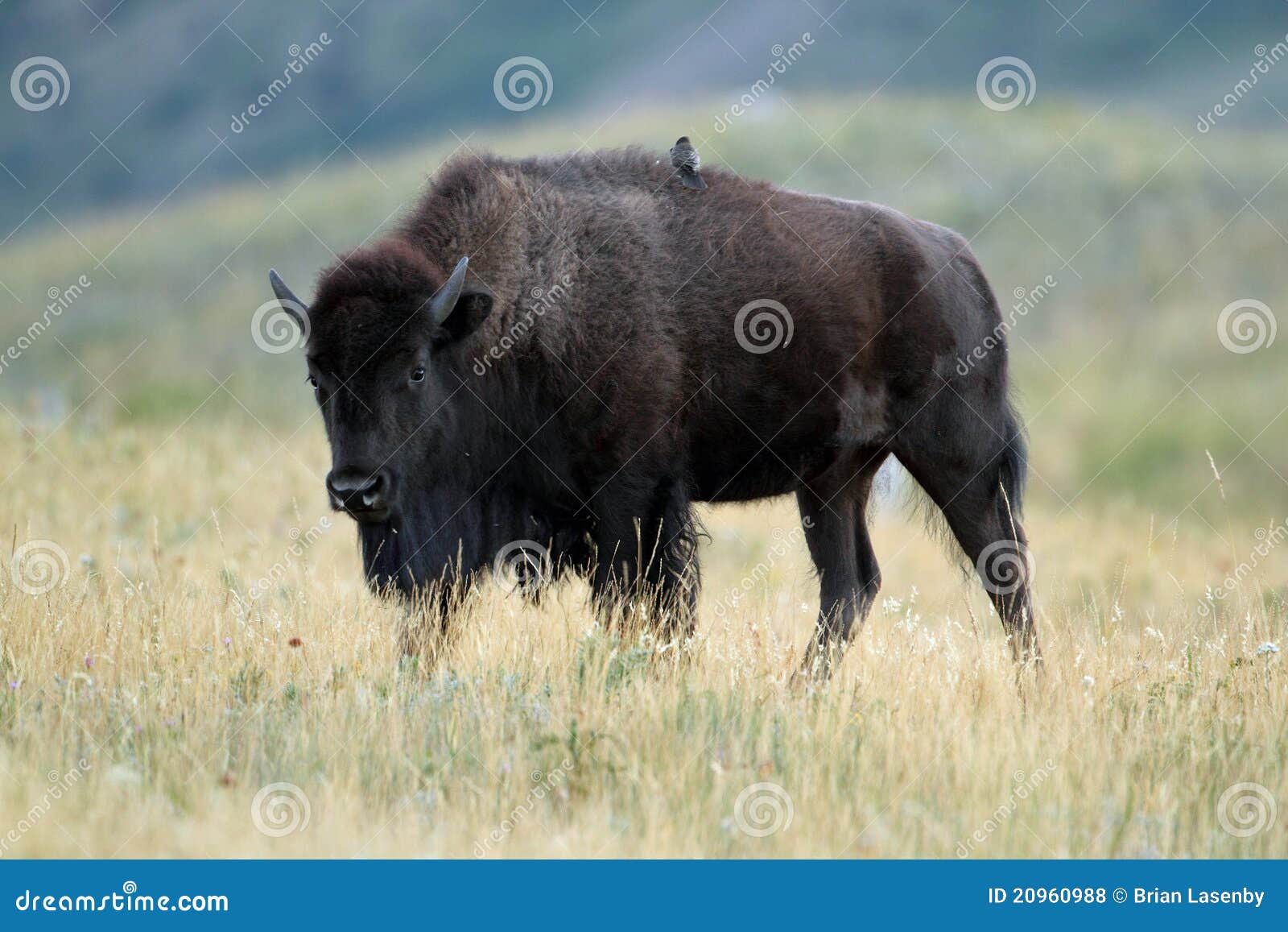 Plains Bison with Bird on Its Back Stock Photo - Image of bird, park ...