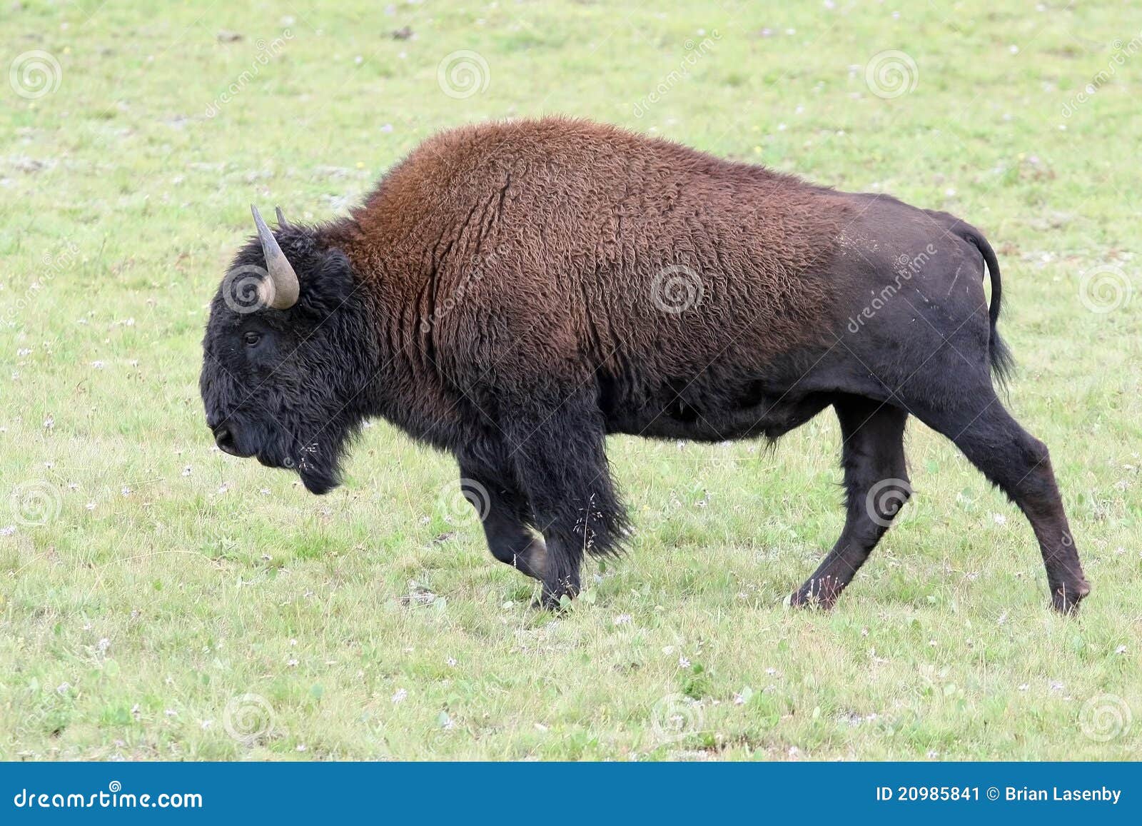 Plains Bison Charging - Grand Canyon Stock Image - Image of mammal ...
