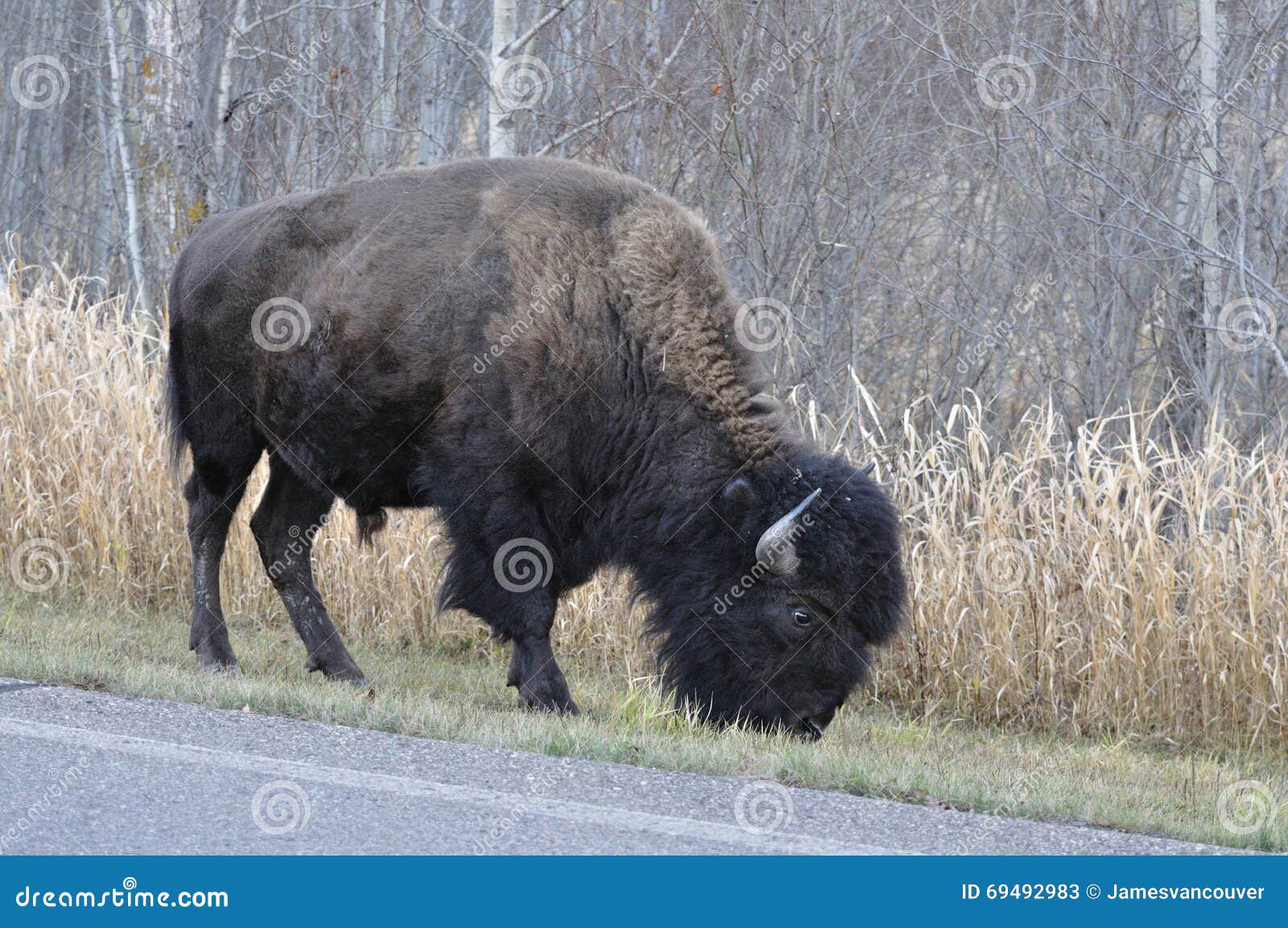 Plains Bison, Elk Island National Park Stock Image - Image of grass ...