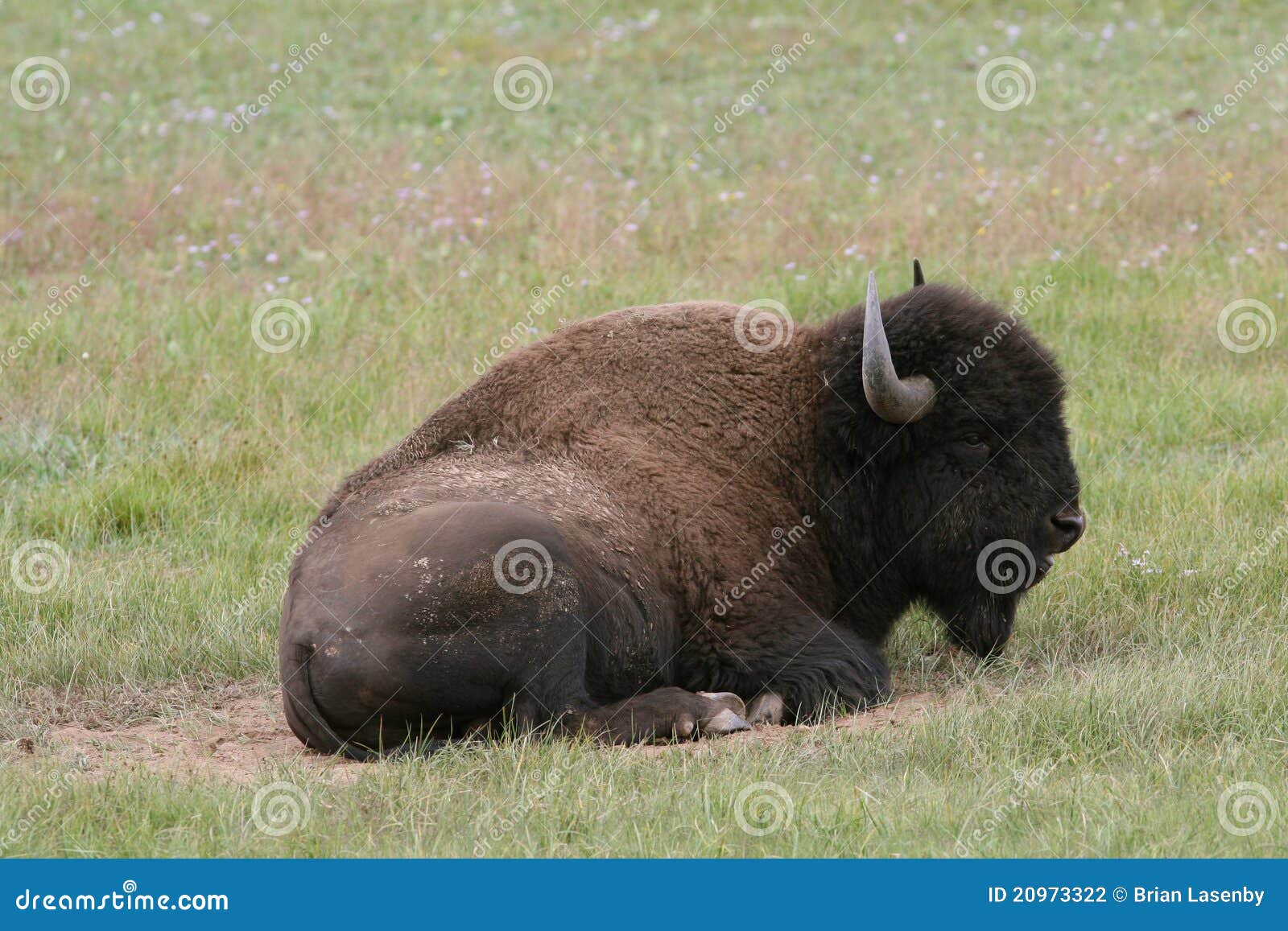 Plains Bison - North Rim of Grand Ca Stock Photo - Image of endangered ...
