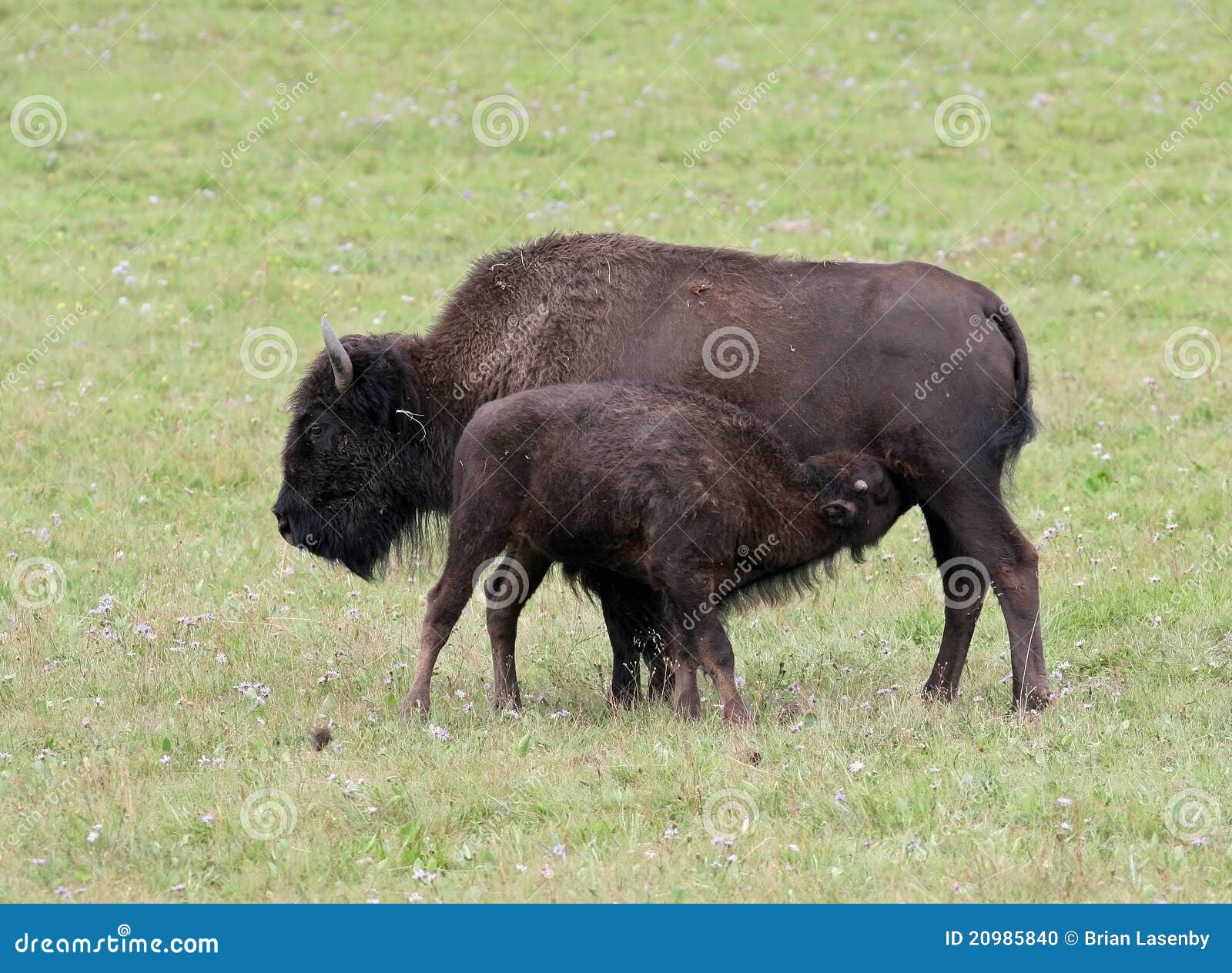 Plains Bison - North Rim of Grand Ca Stock Photo - Image of large ...