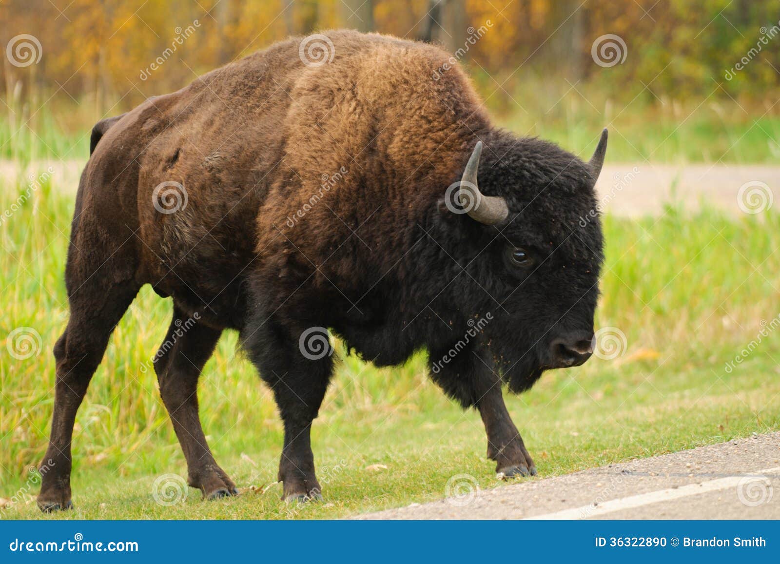 Plains Bison stock photo. Image of herbivore, prairie - 36322890 Plains Bison stock photo. Image of herbivore, prairie - 36322890