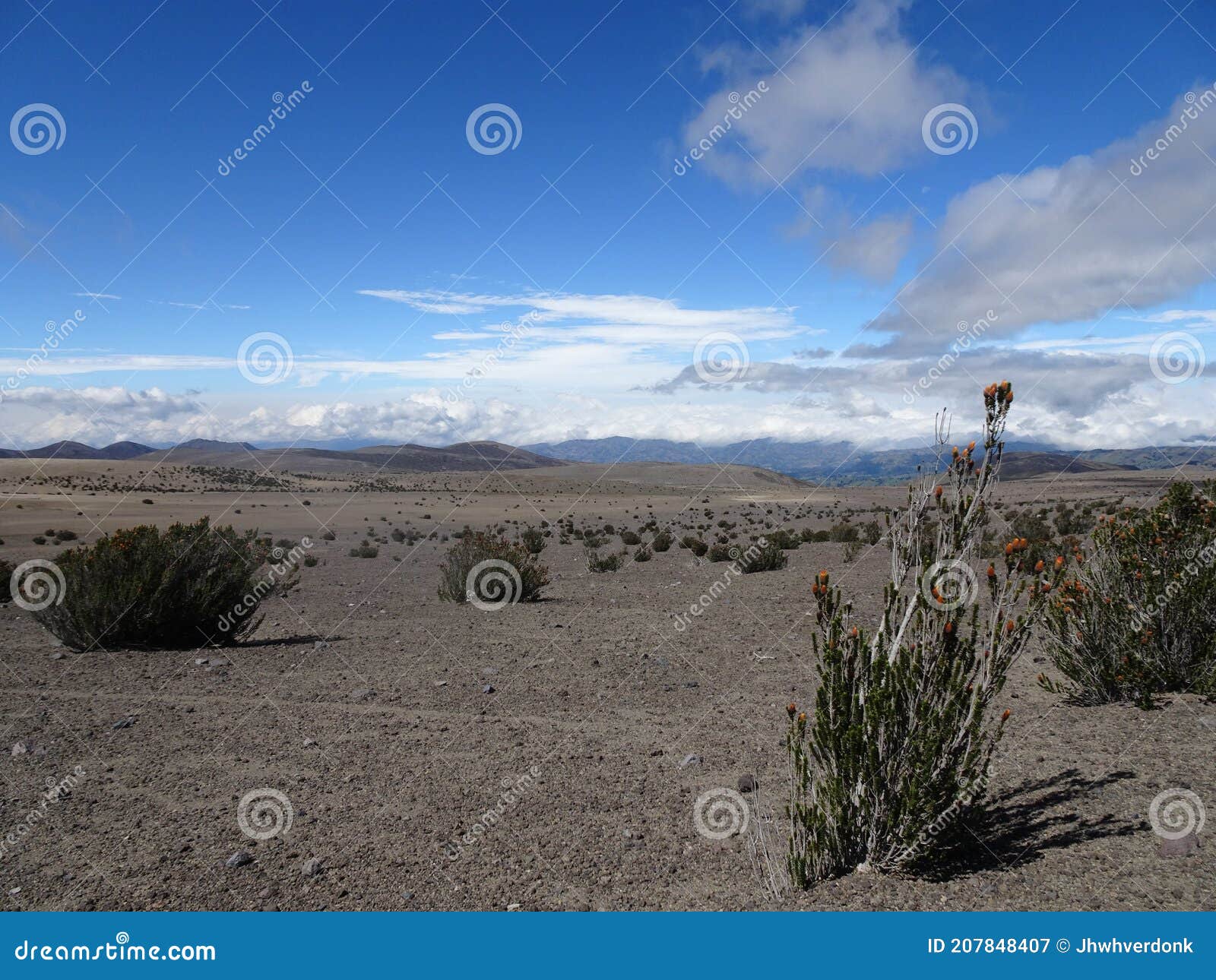 The Plains of a Paramo Ecosystem with Small Cacti Like Plants in the ...