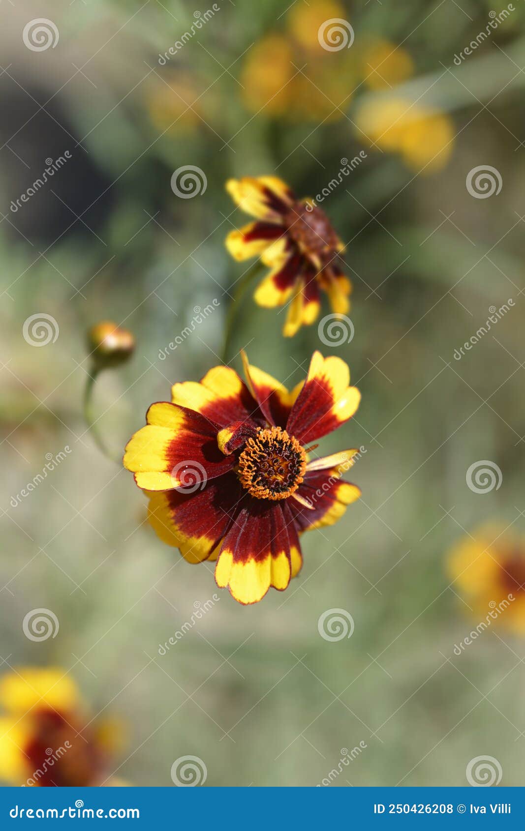 Plains tickseed stock photo. Image of plant, golden - 250426208