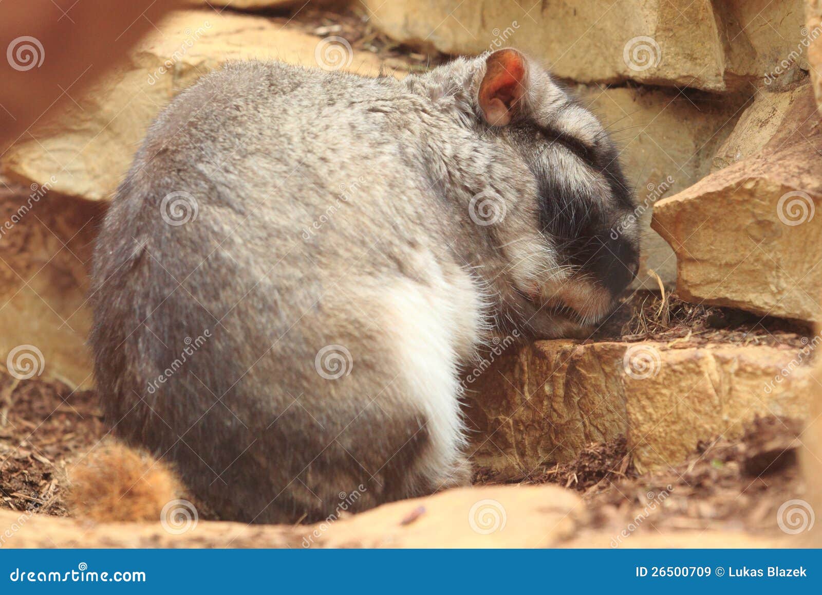 Plains viscacha stock image. Image of maximus, sitting - 26500709