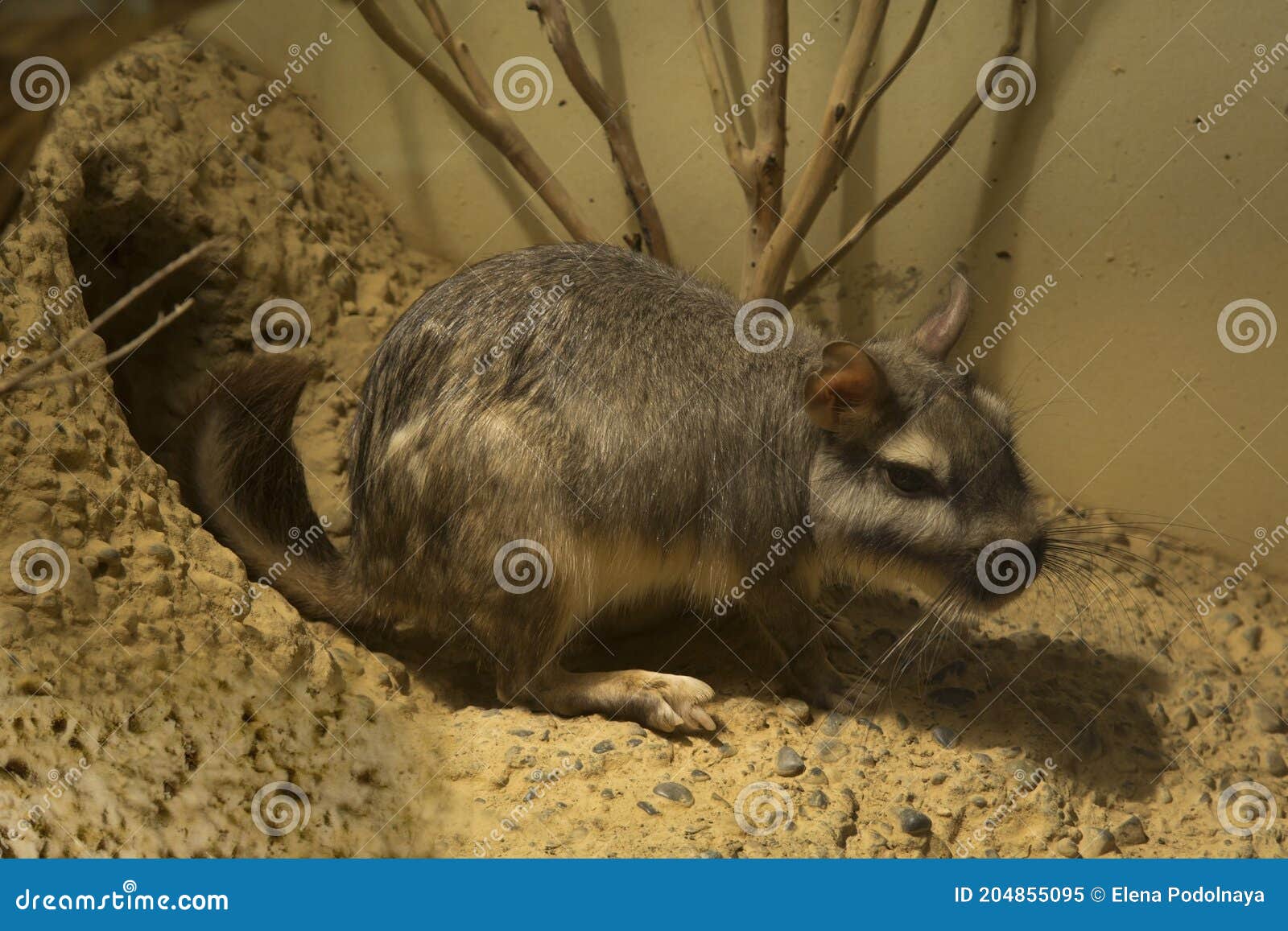 The Plains Viscacha Lagostomus Maximus. Stock Image - Image of wildlife ...