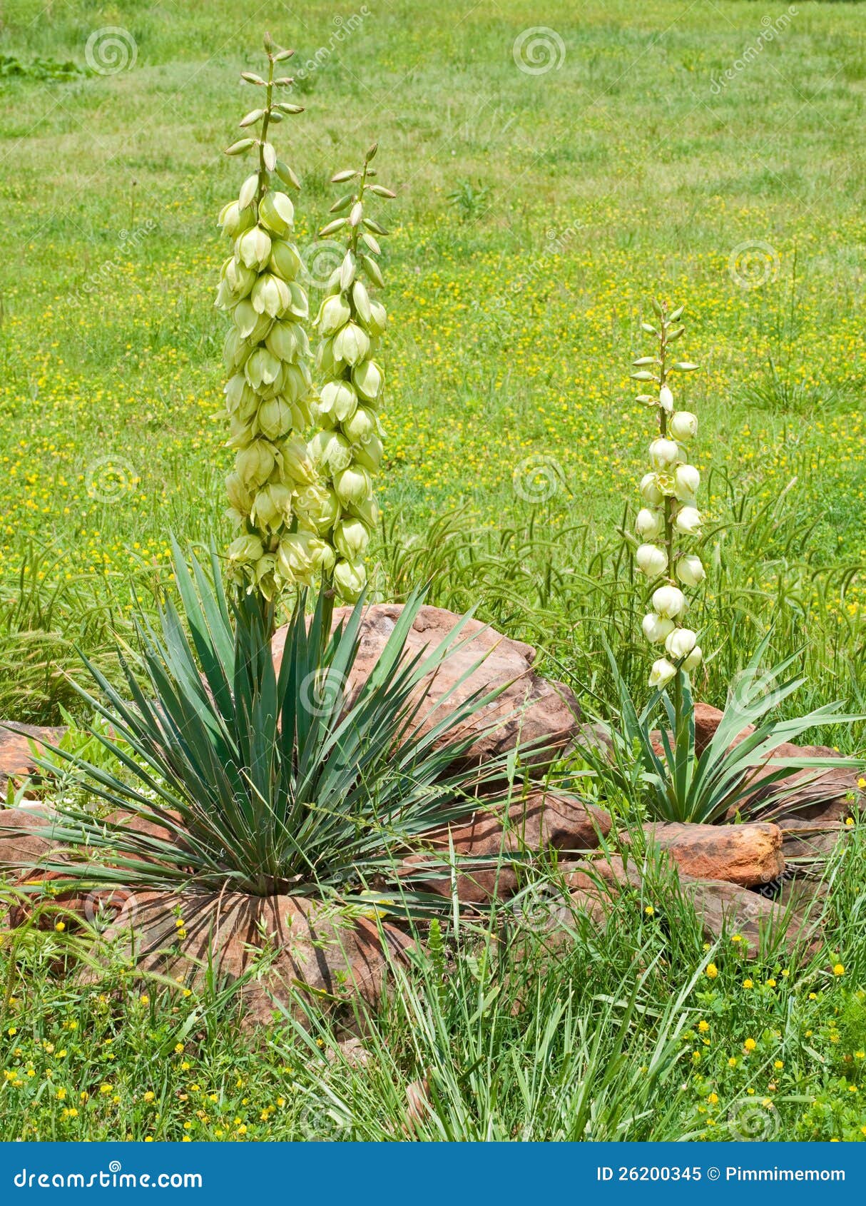 Plains Yucca blooming stock image. Image of natural, bloom - 26200345