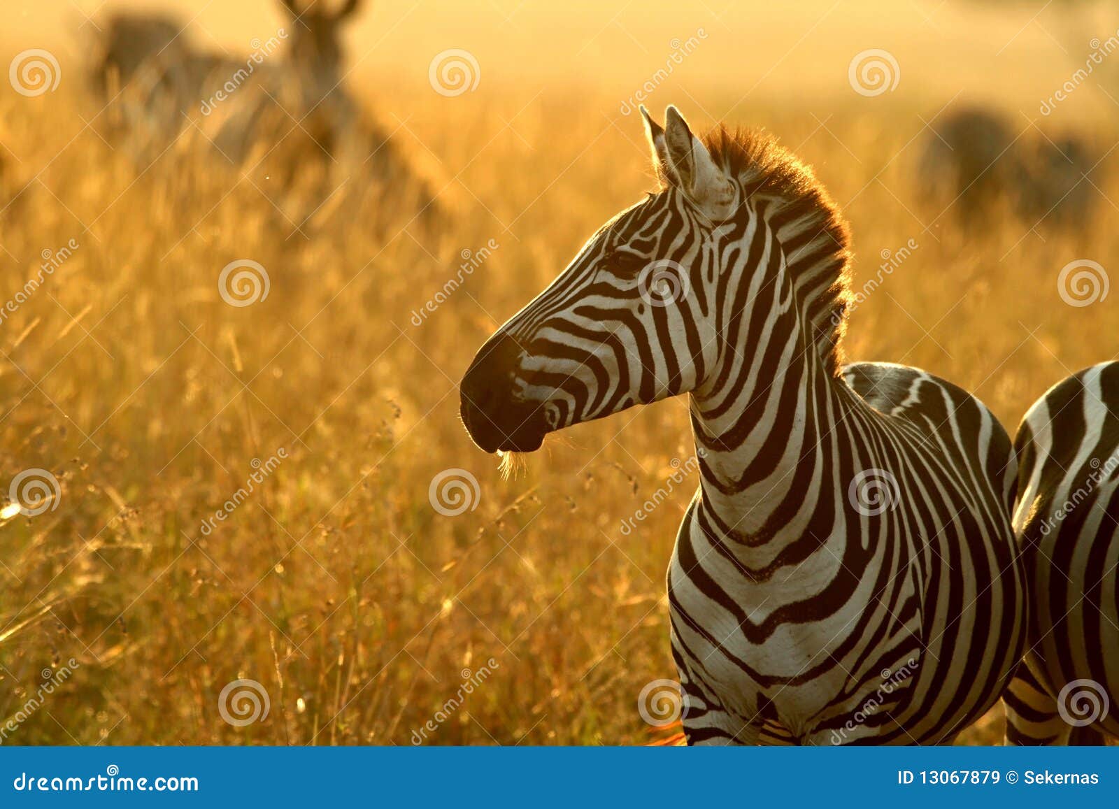 Plains zebra stock image. Image of mara, grasslands, mammals - 13067879