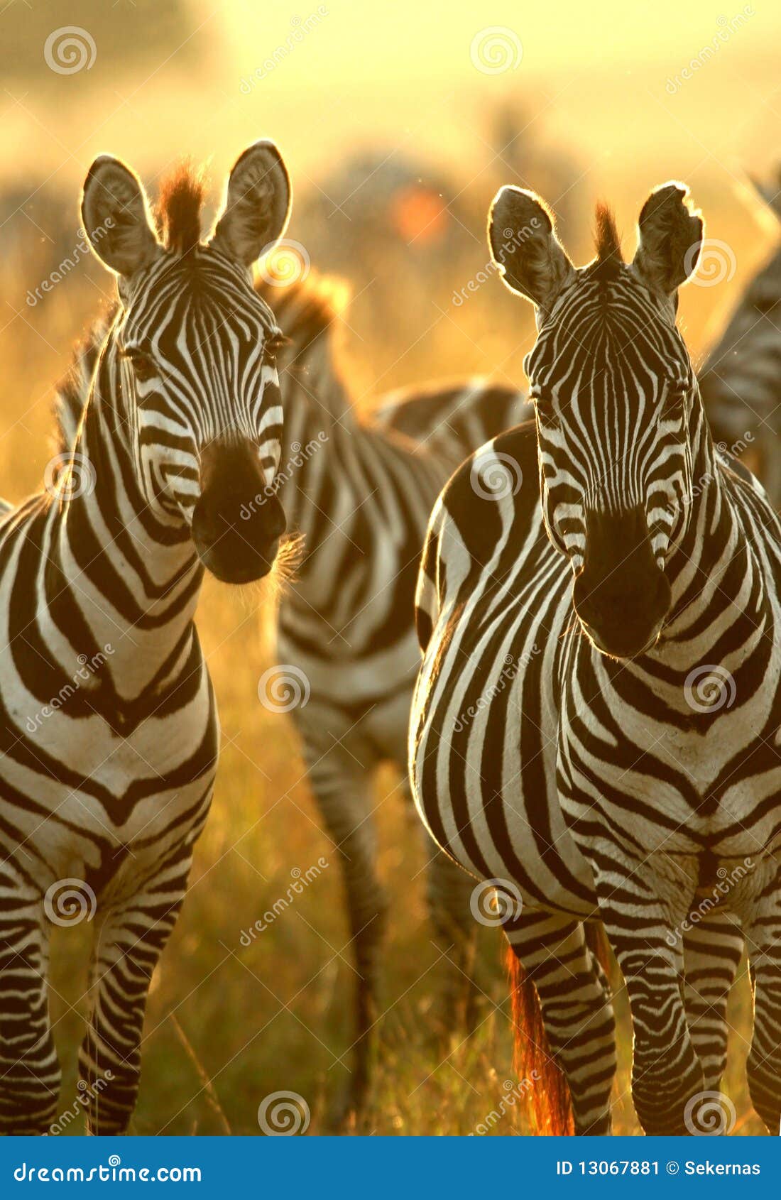 Plains zebra stock image. Image of black, savannah, travel - 13067881