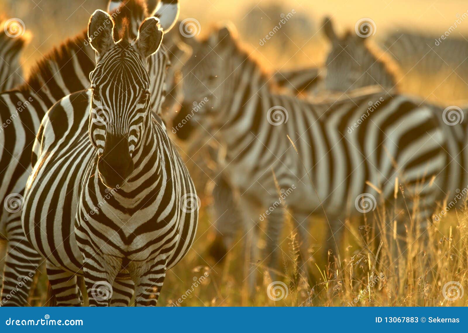 Plains zebra stock image. Image of hoofed, exotic, mammal - 13067883