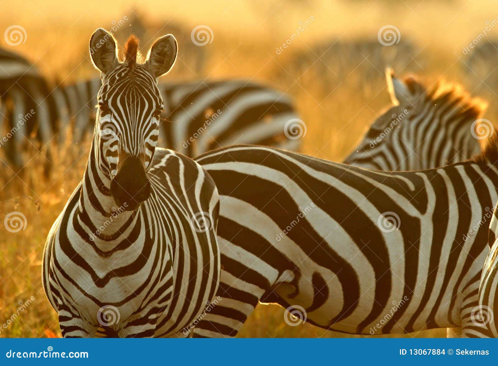 Plains zebra stock photo. Image of africa, equines, animal - 13067884