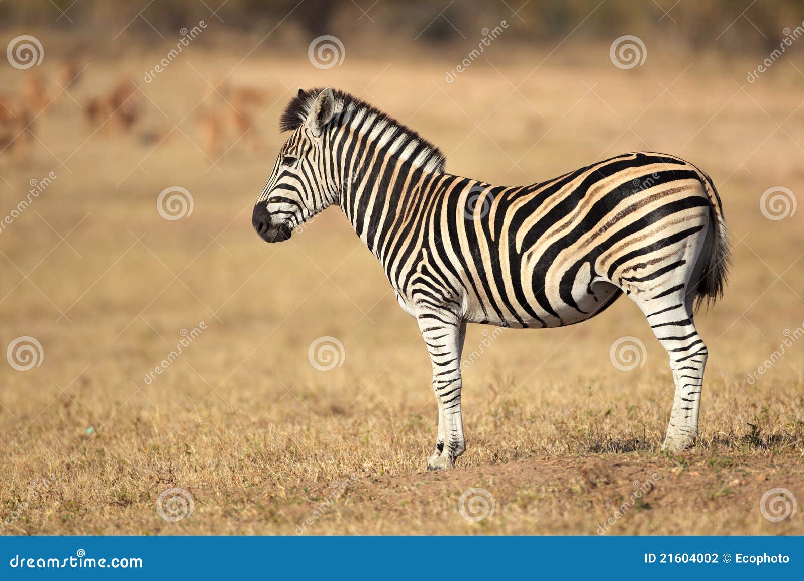 Plains Zebra stock photo. Image of grass, natural, grassland - 21604002