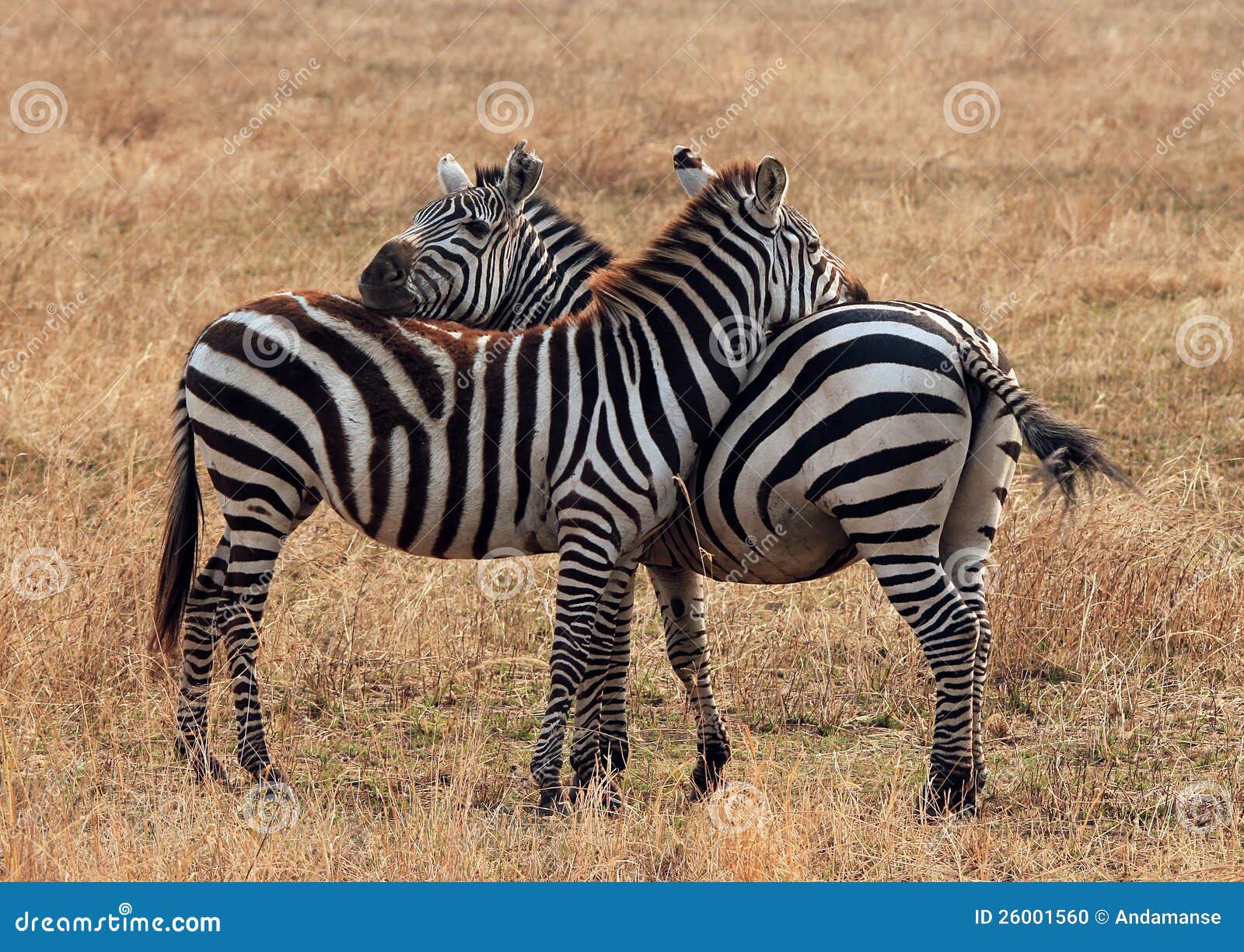 Plains Zebra stock photo. Image of animal, east, african - 26001560