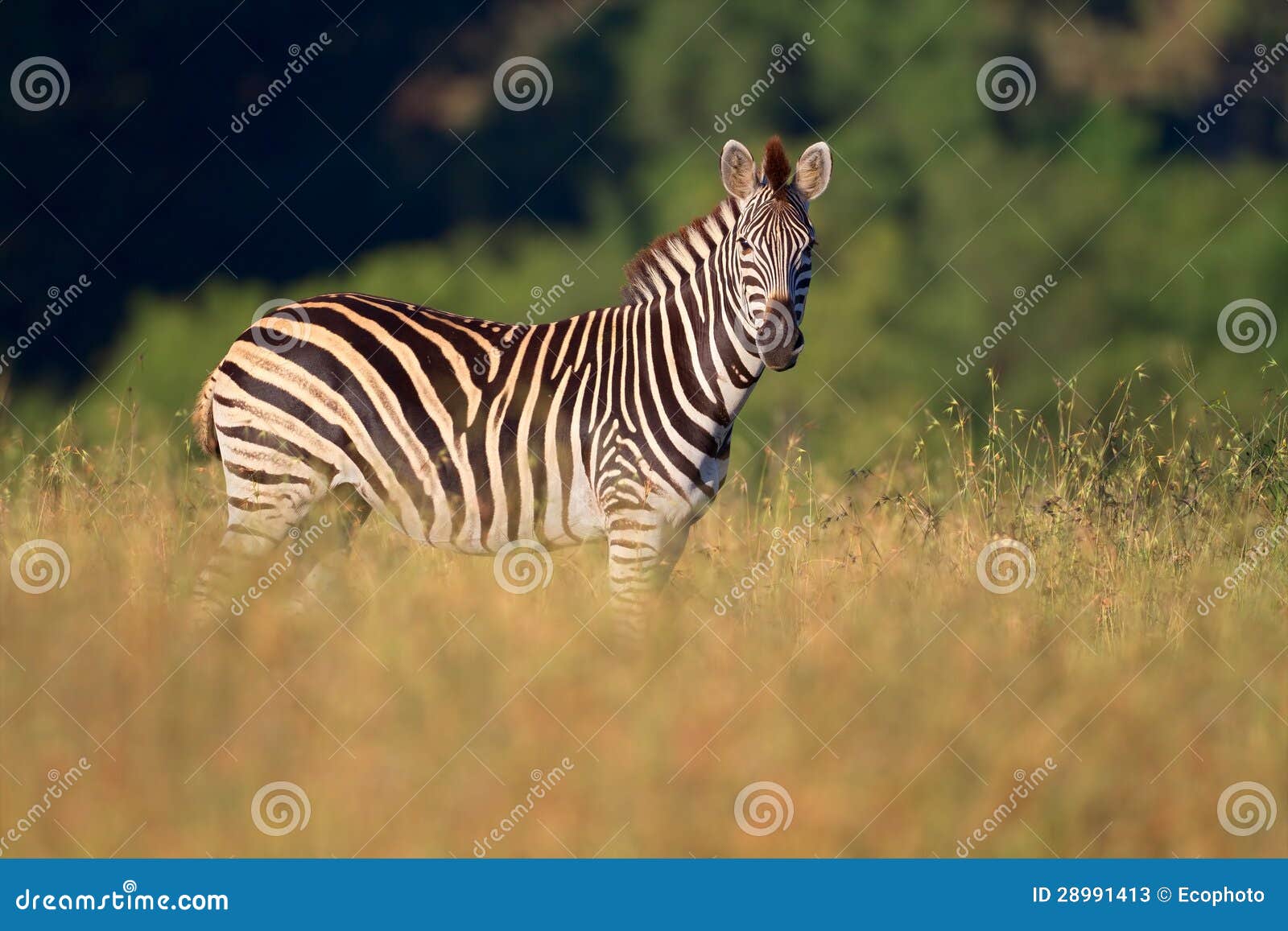 Plains Zebra stock image. Image of grass, wild, safari - 28991413