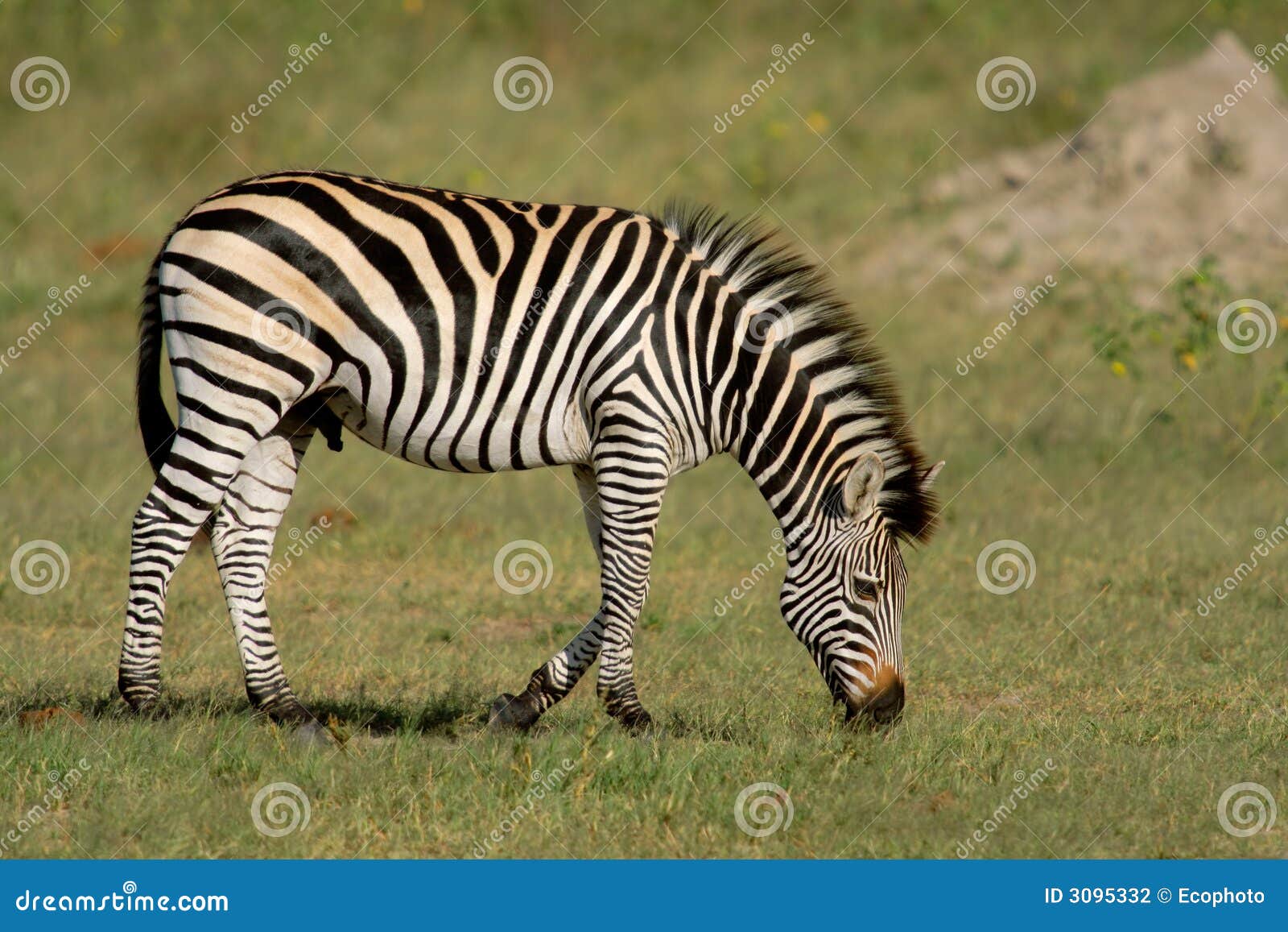 Plains Zebra stock photo. Image of walk, african, striped - 3095332