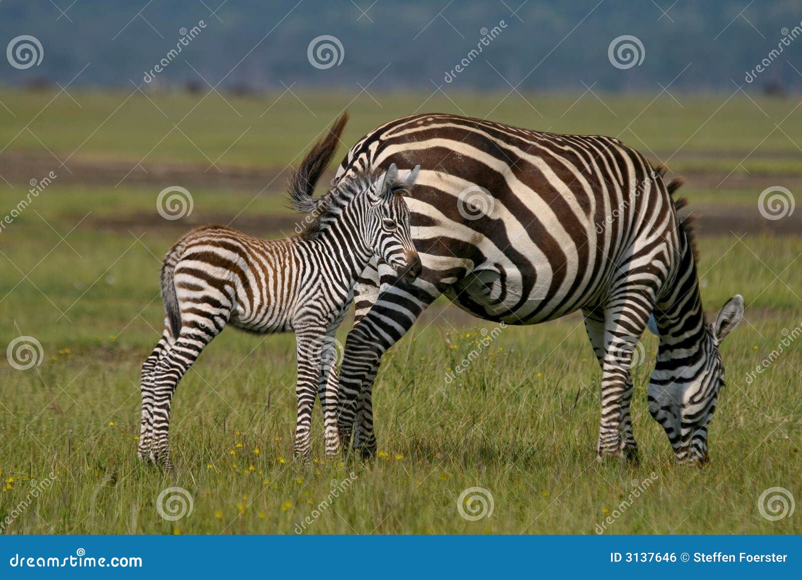 Plains zebra stock photo. Image of mare, wildlife, africa - 3137646