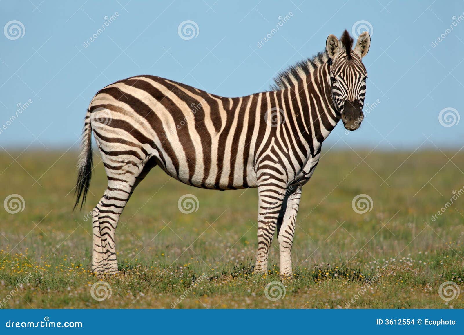 Plains Zebra stock photo. Image of wilderness, wild, watch - 3612554