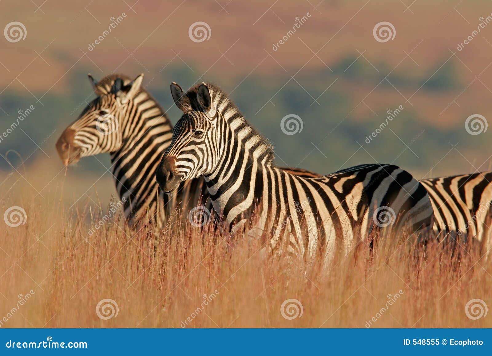 Plains Zebra stock image. Image of wild, savanna, south - 548555