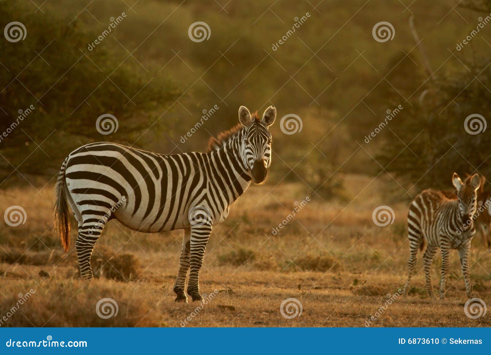 Plains zebra stock photo. Image of black, mammals, mammal - 6873610