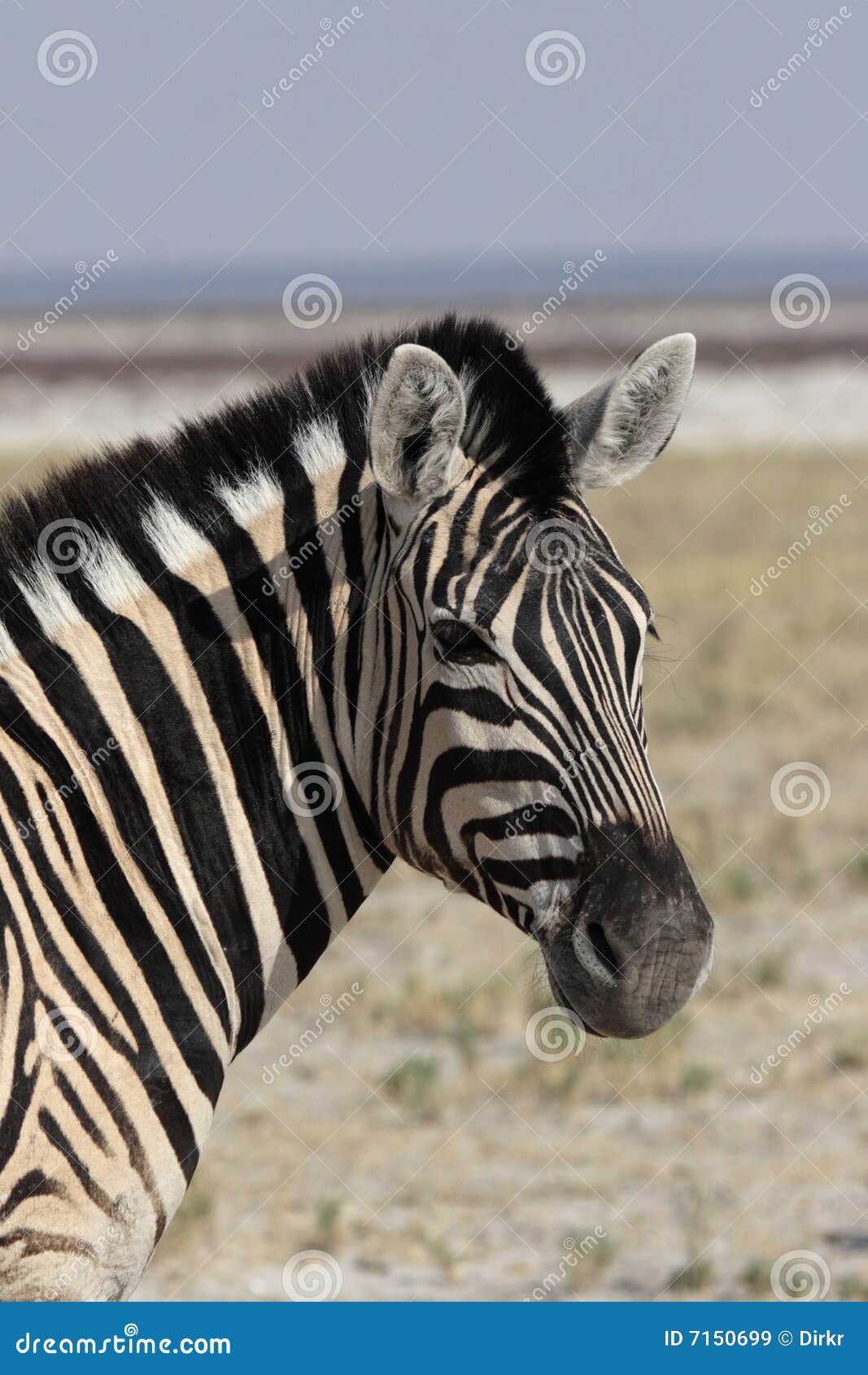 Plains Zebra stock image. Image of head, steppe, white - 7150699
