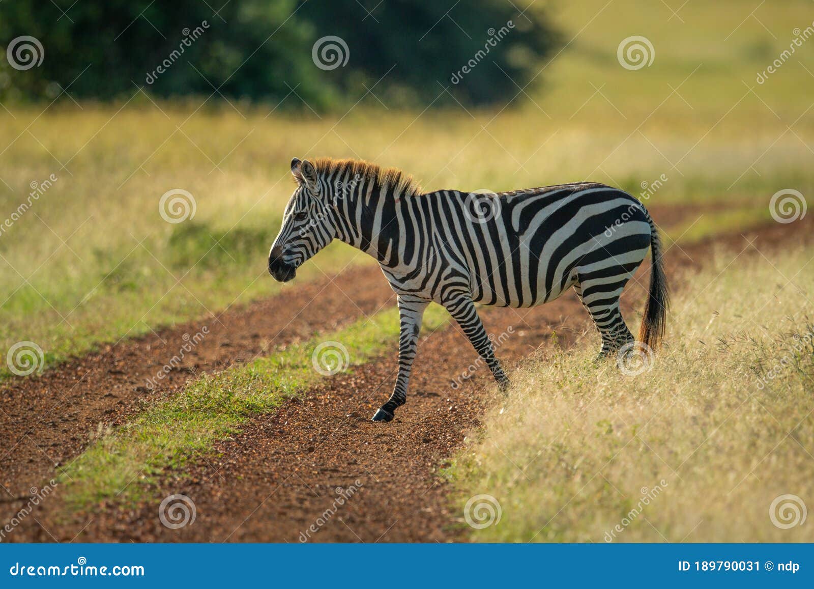 Plains Zebra Crosses Dirt Track in Savannah Stock Image - Image of ...