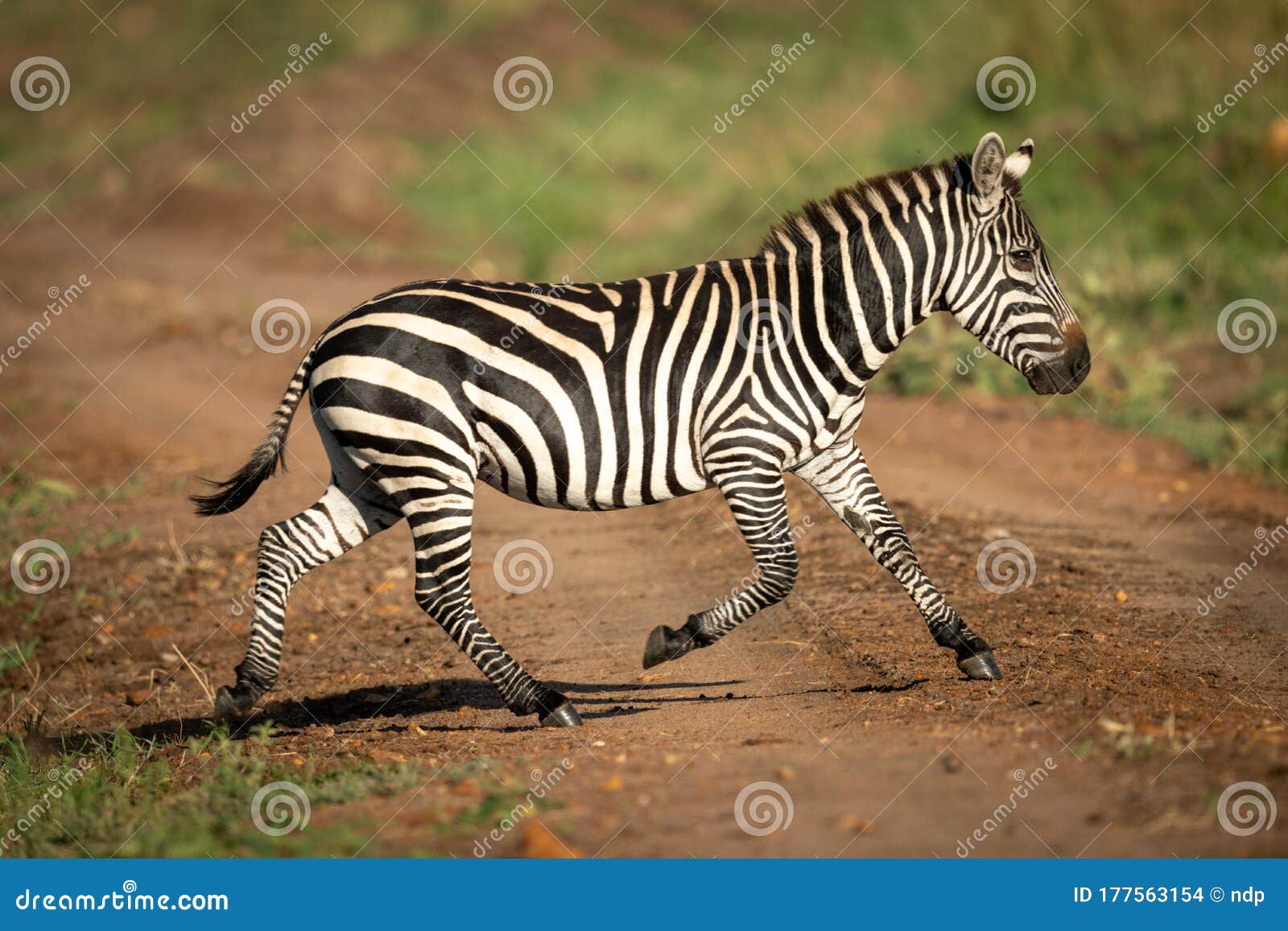 Plains Zebra Crosses Dirt Track in Sunshine Stock Photo - Image of ...