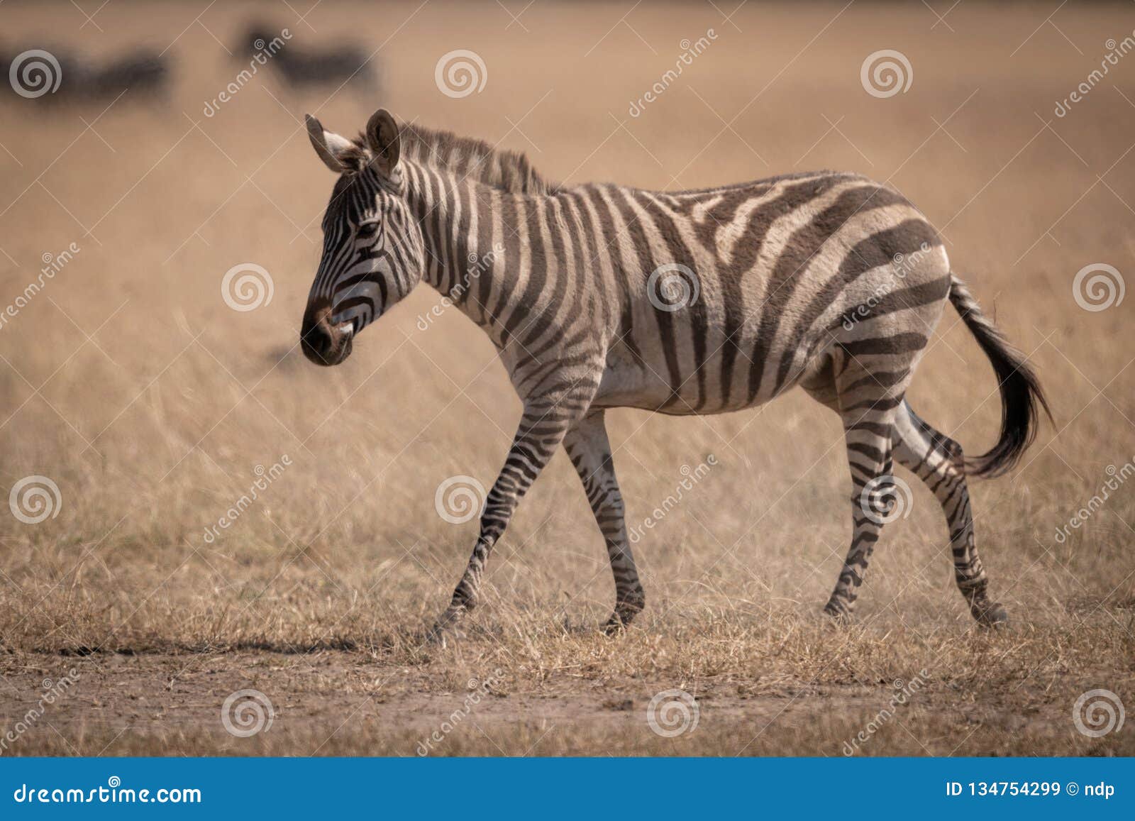 Plains Zebra Crosses Savannah with Wildebeest Behind Stock Image ...
