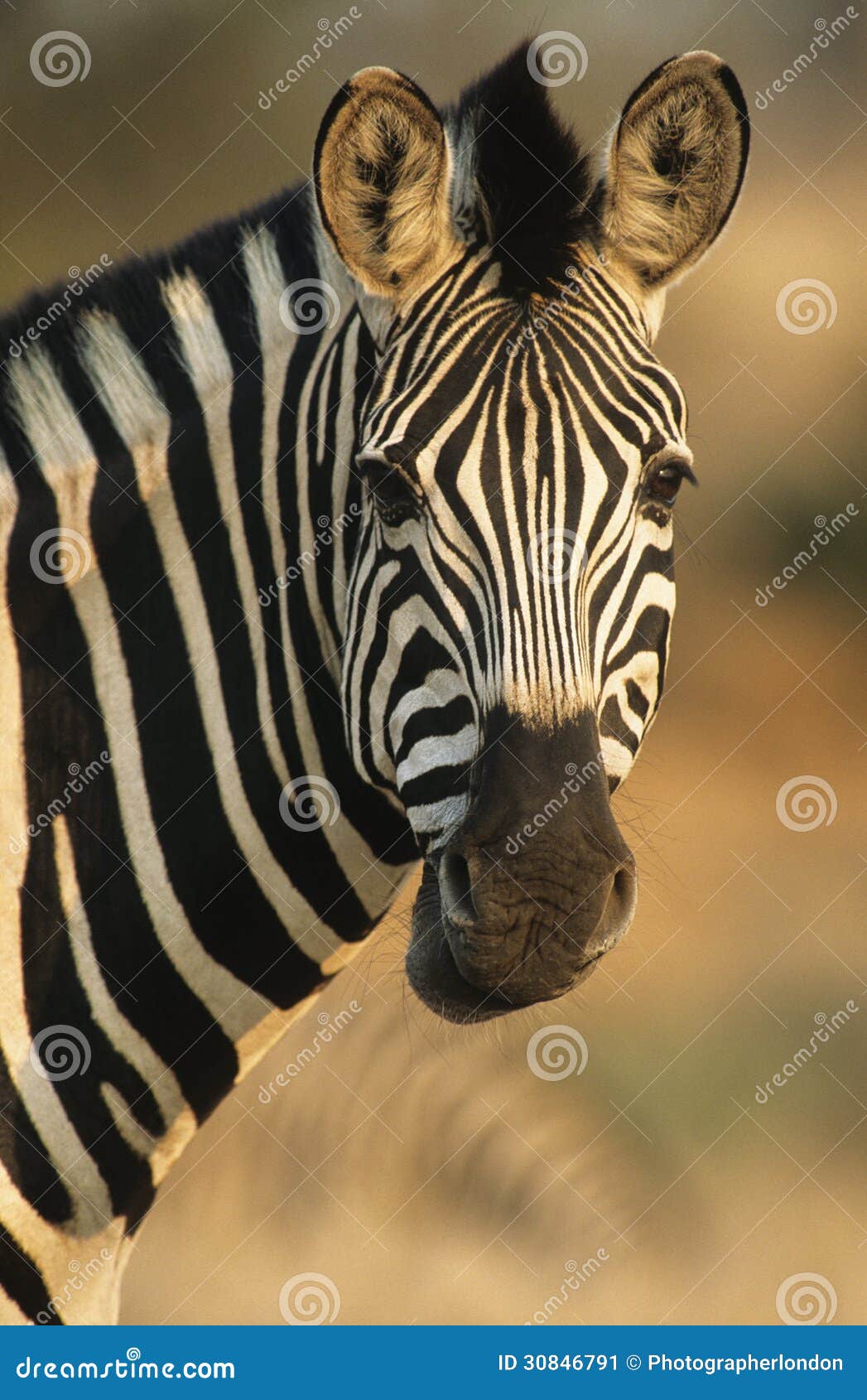 Plains Zebra (Equus Burchelli) Close-up Stock Image - Image of zebra ...