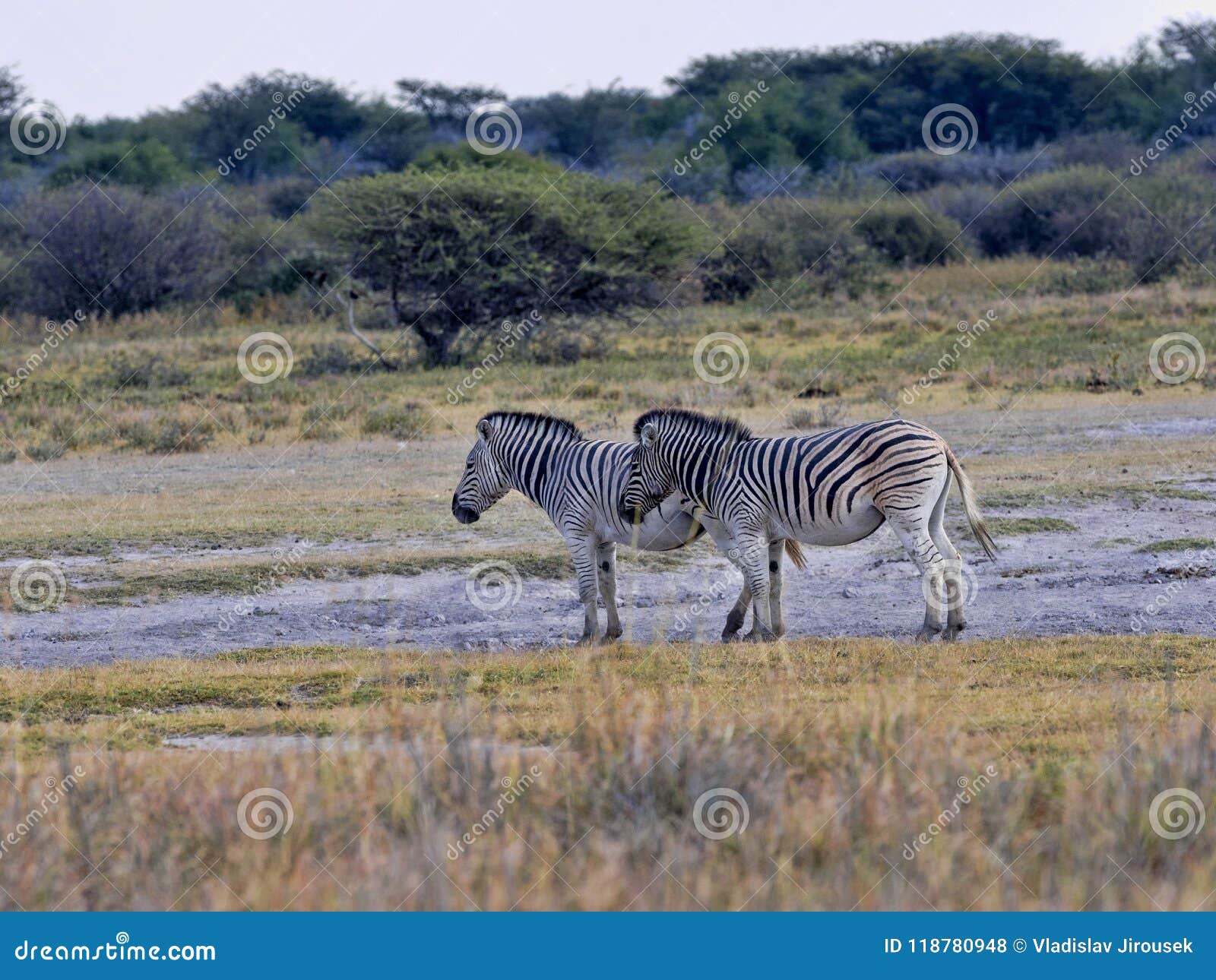 Two Plains of Zebra, Equus Quagga, Botswana Stock Photo - Image of ...