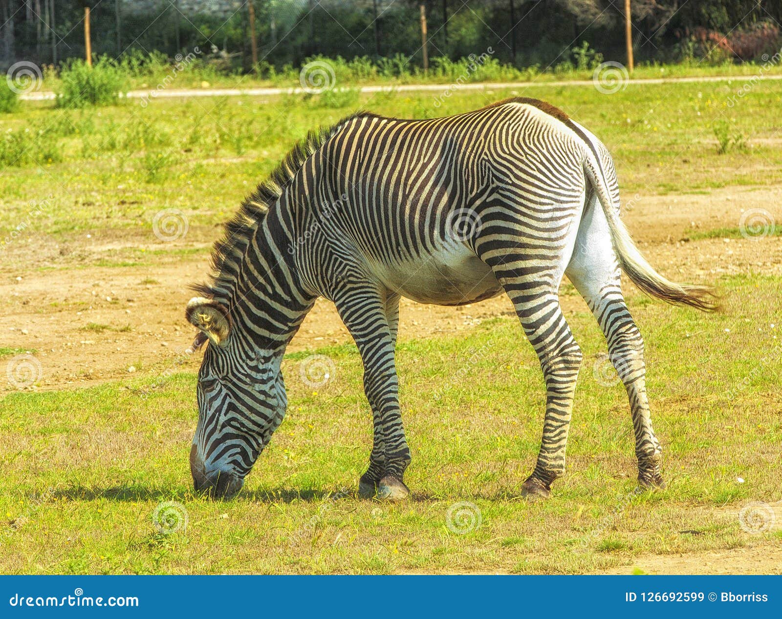 The Plains Zebra Equus Quagga, Formerly Equus Burchellii, Also Known As ...