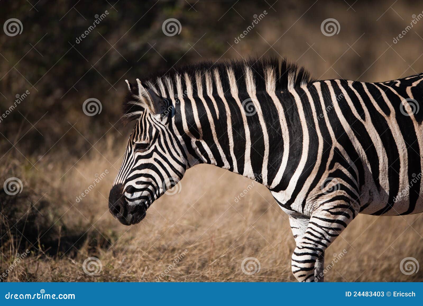 PLAINS ZEBRA (Equus Quagga) Profile View Stock Image - Image of grass ...